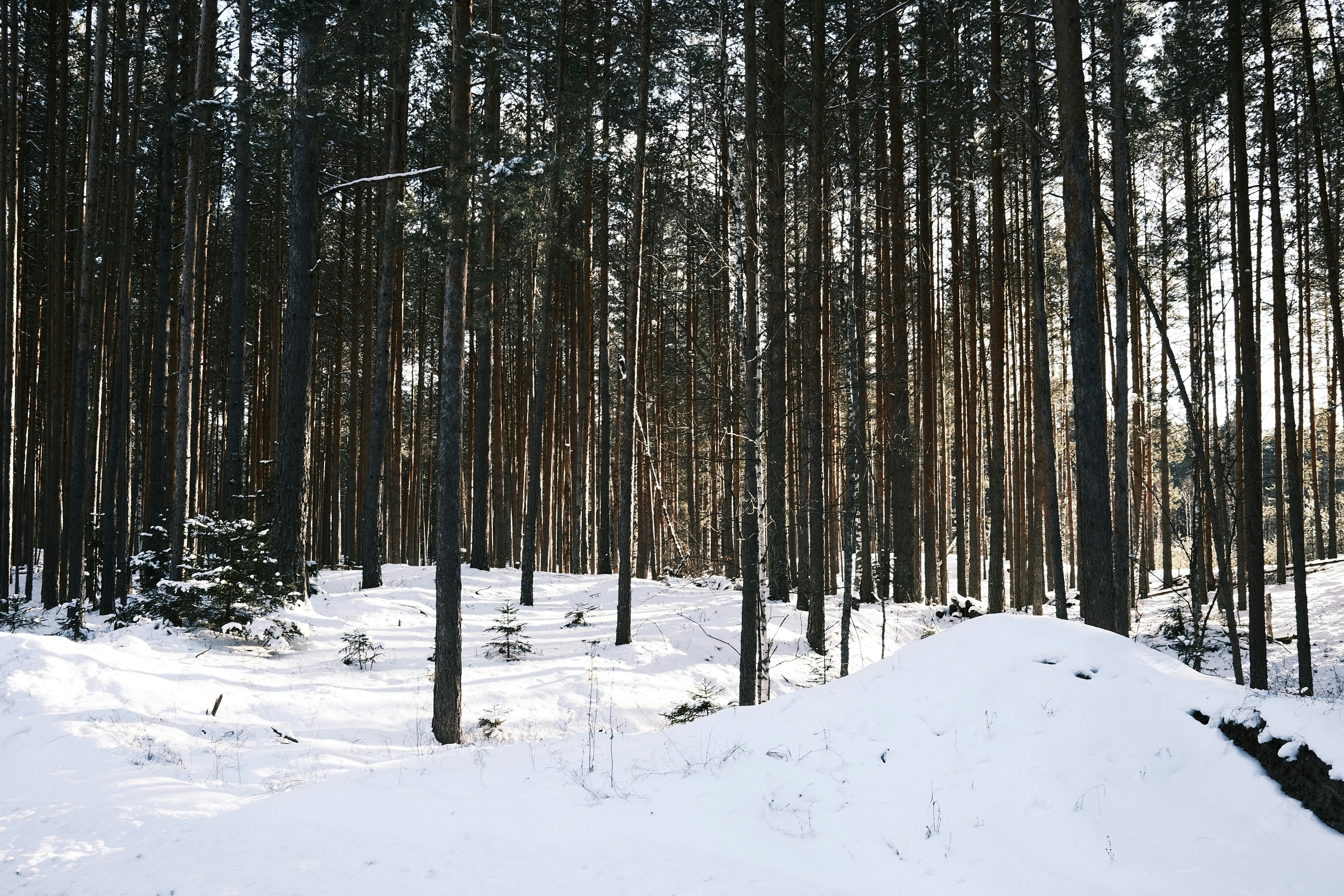 Snowy forest scene with tall, thin trees. photo – Free Forest Image on ...