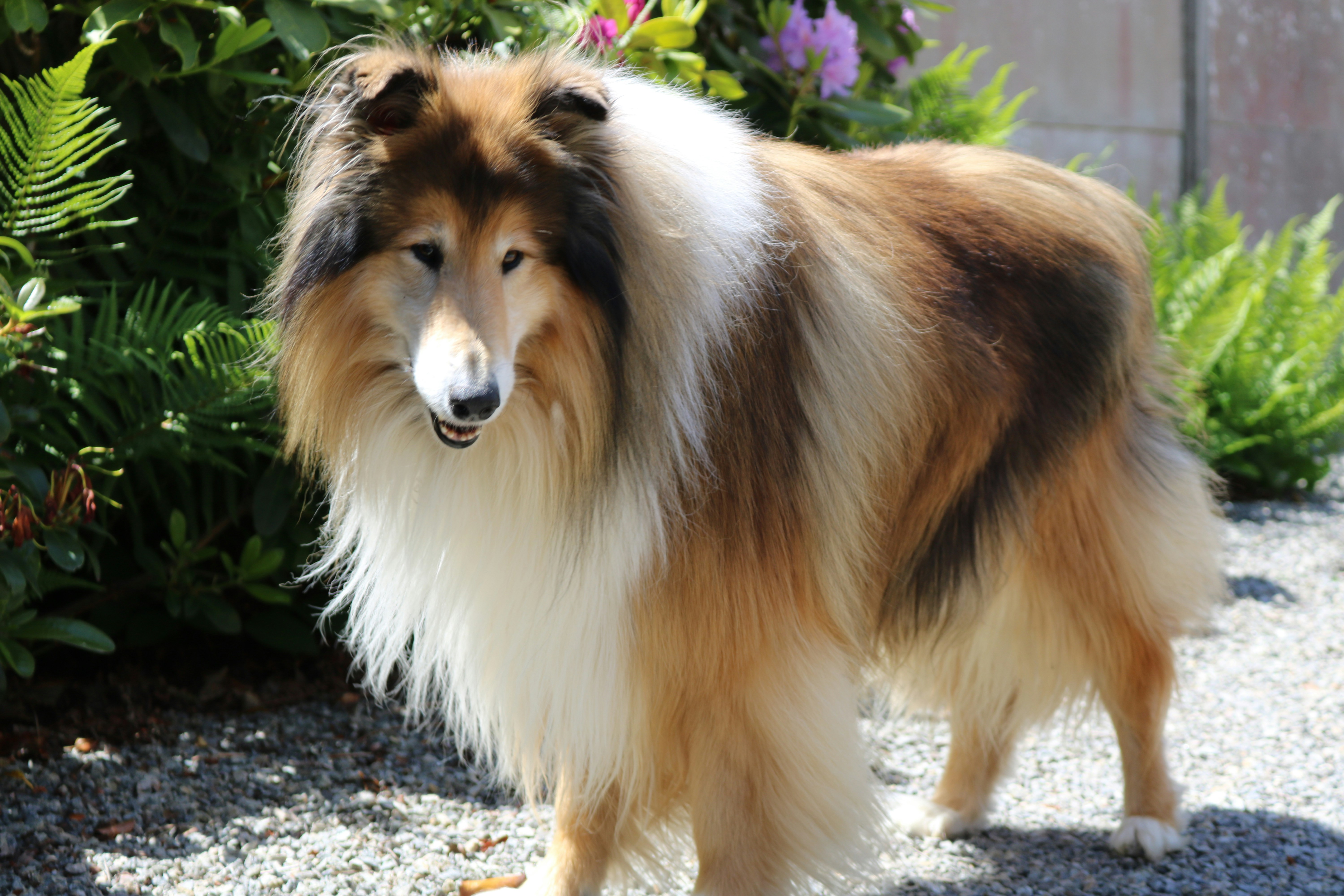A beautiful collie dog standing outdoors. photo – Free Dog Image on ...