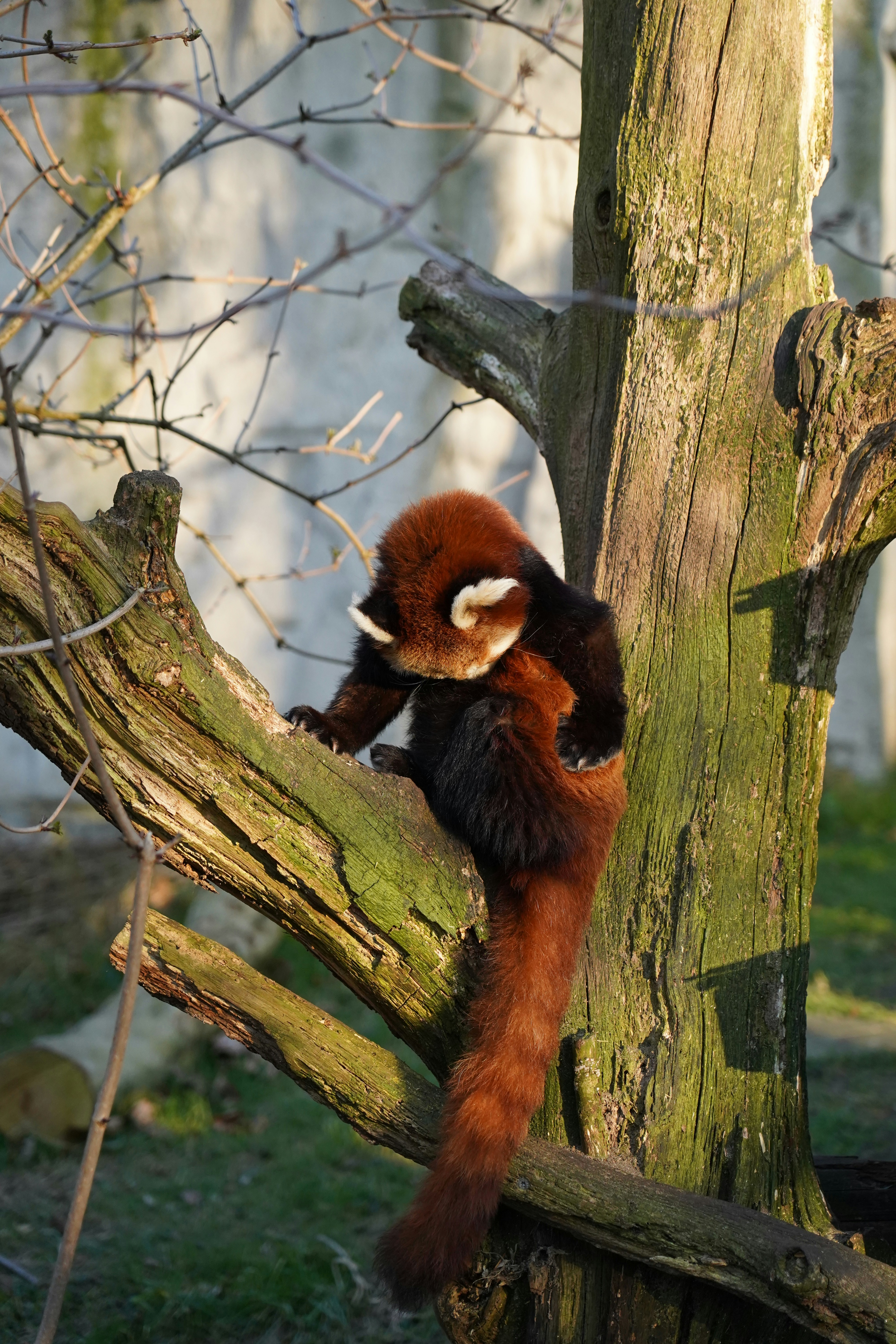 Arboreal Pause: Red Panda Clings to a Mossy Trunk in Dappled Light