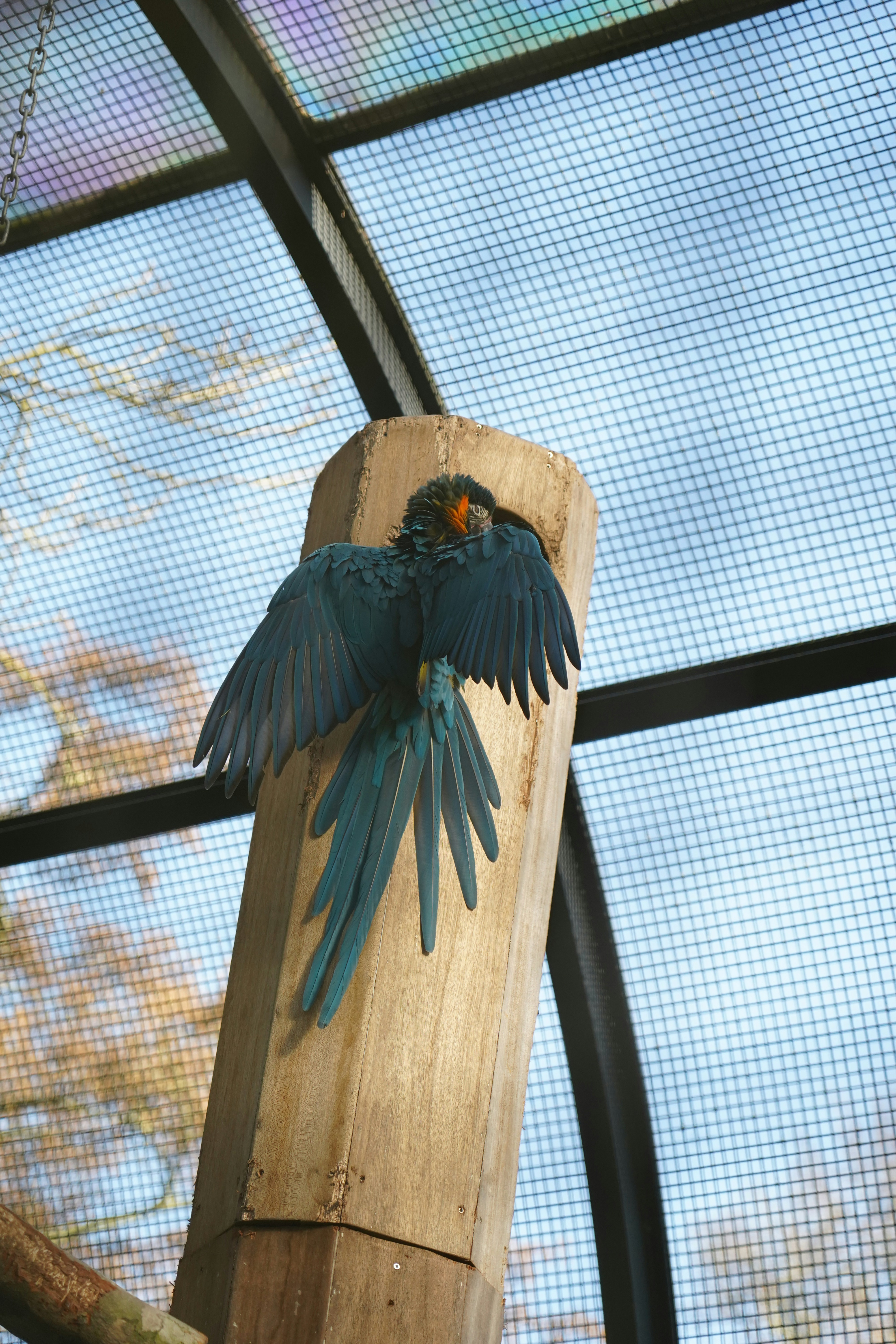 Azure Macaw on a Cage-Edge Perch with Wings Unfolded