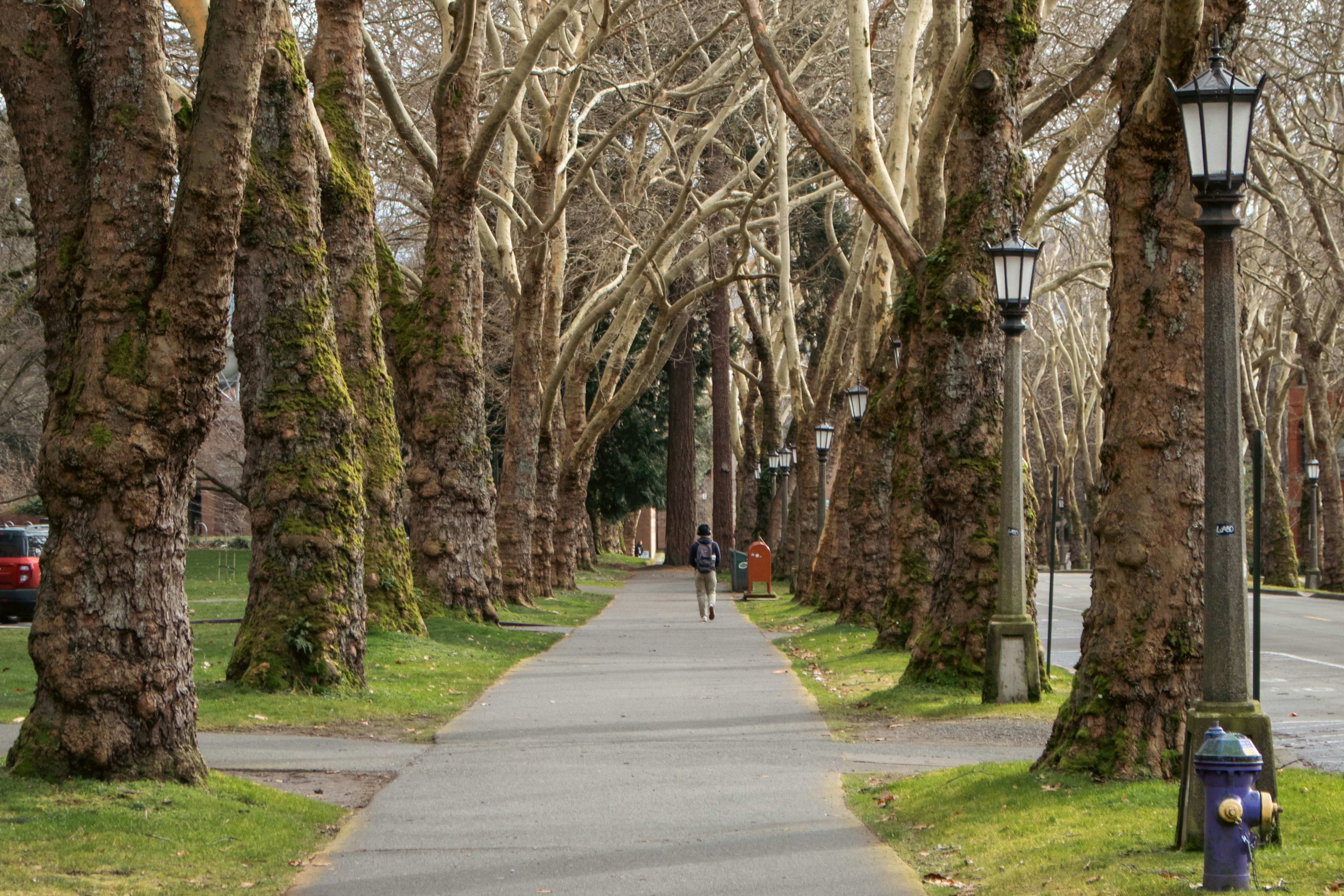 Leafless trees arch over a campus path lined with vintage street lamps and mossy trunks.