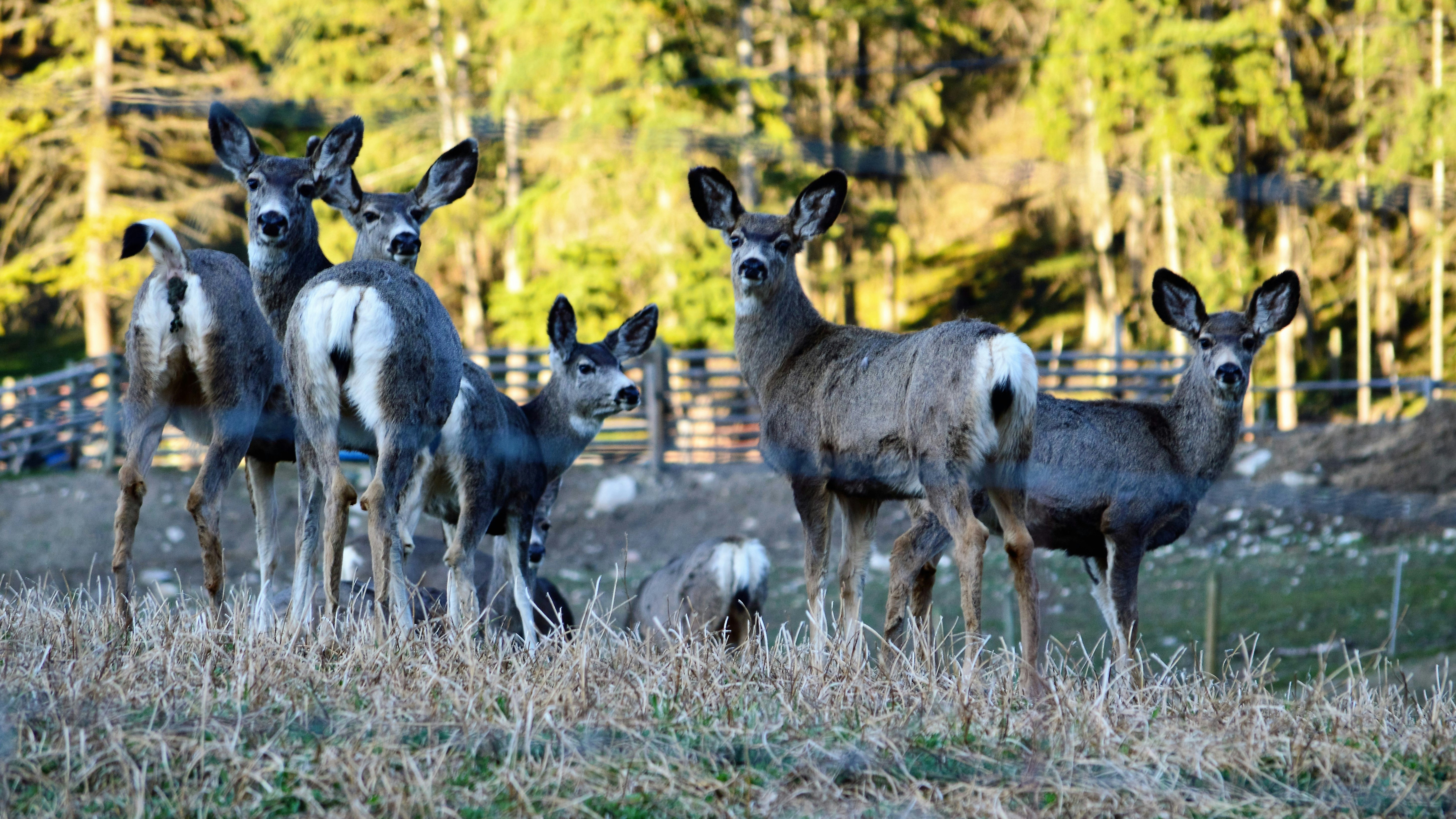 Herd of deer standing alert in a grassy field with a forest backdrop.