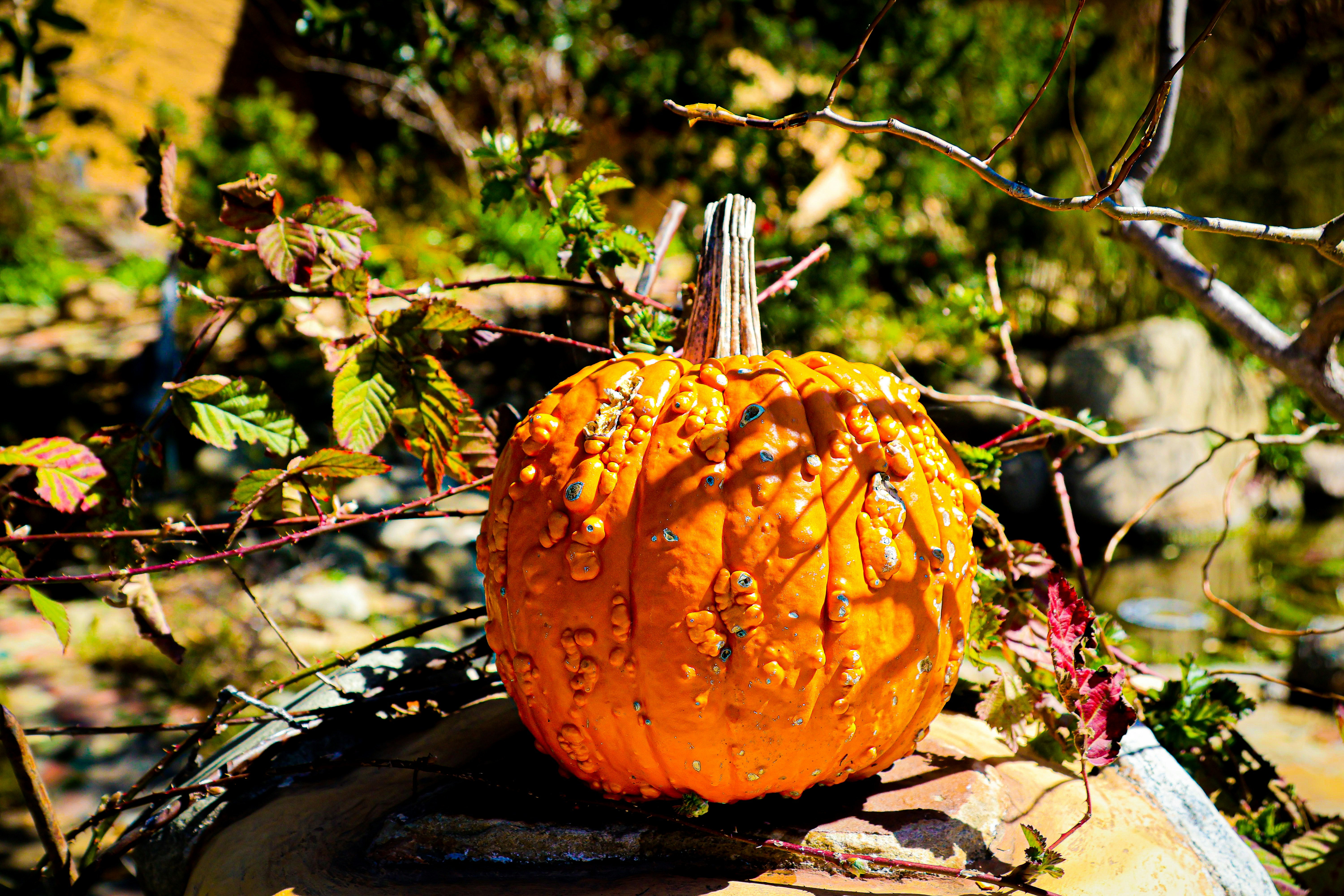 Pumpkin at the Hansel and Gretel house | A bumpy orange pumpkin sits outdoors in autumn.