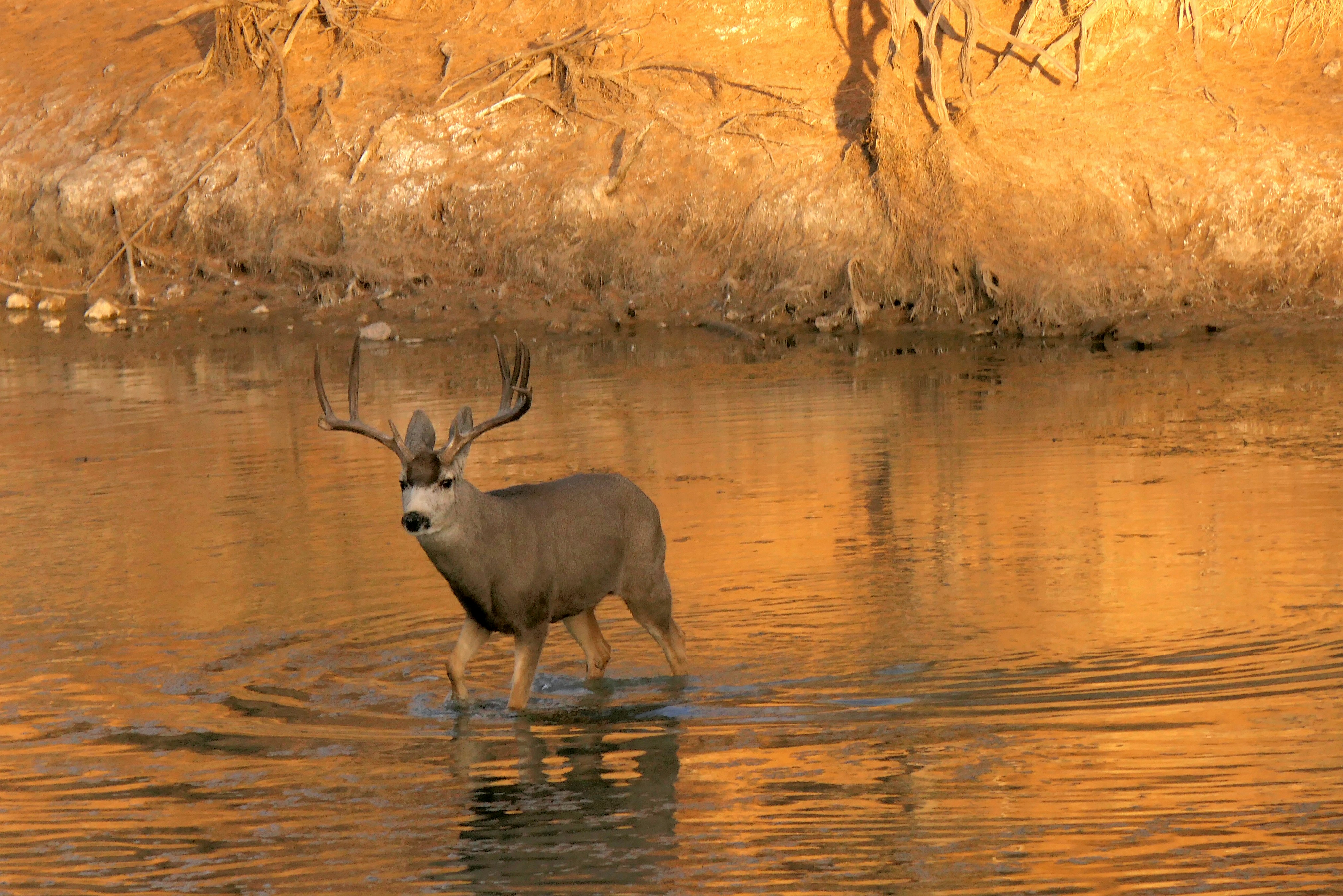 Mule deer wading through a river with golden reflections at sunset.