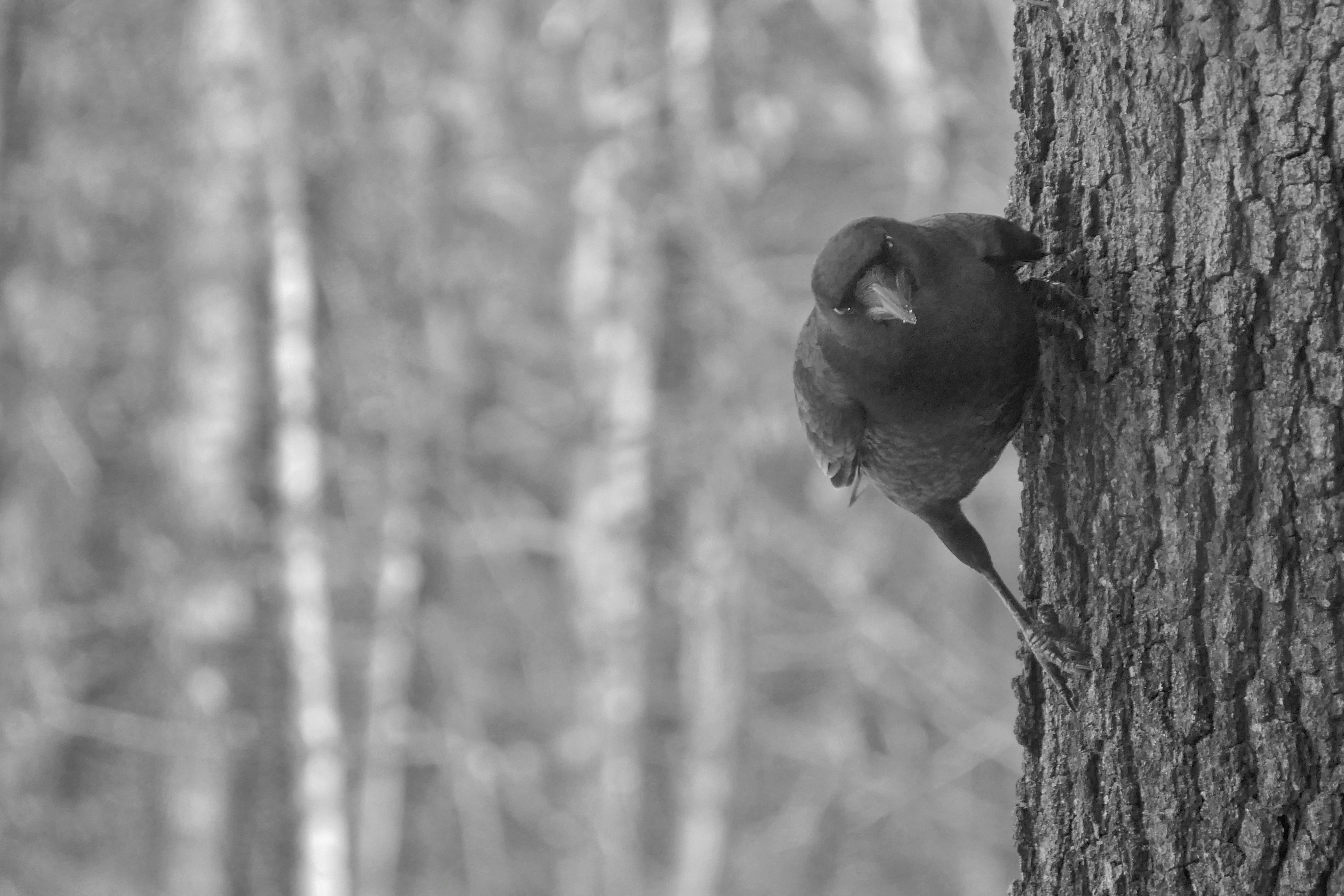 crow clinging on tree trunk