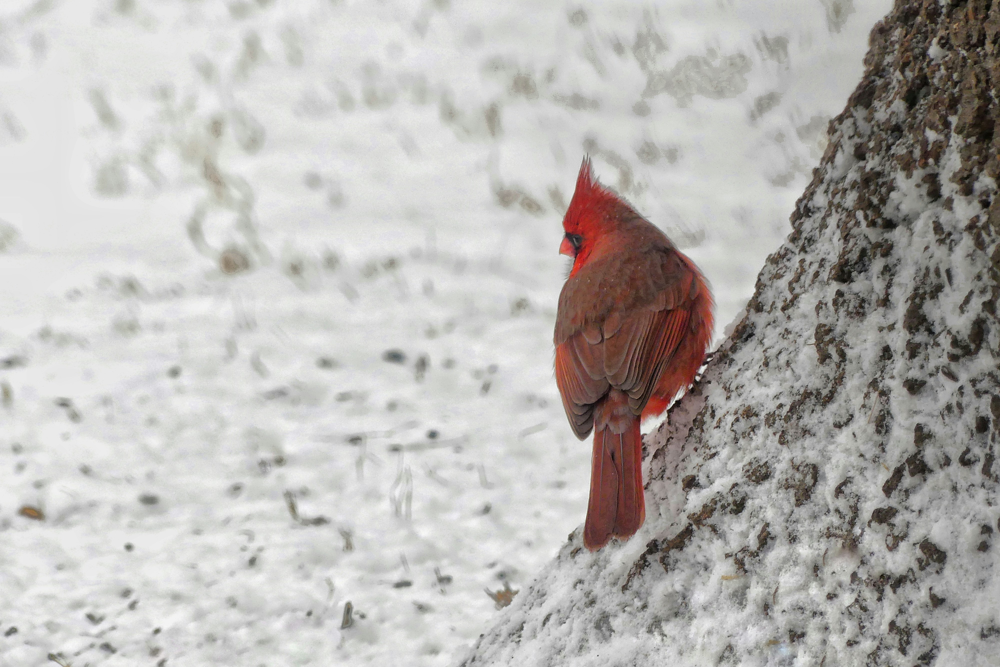 Crimson Cardinal Perched Against a Snow-Scarred Trunk