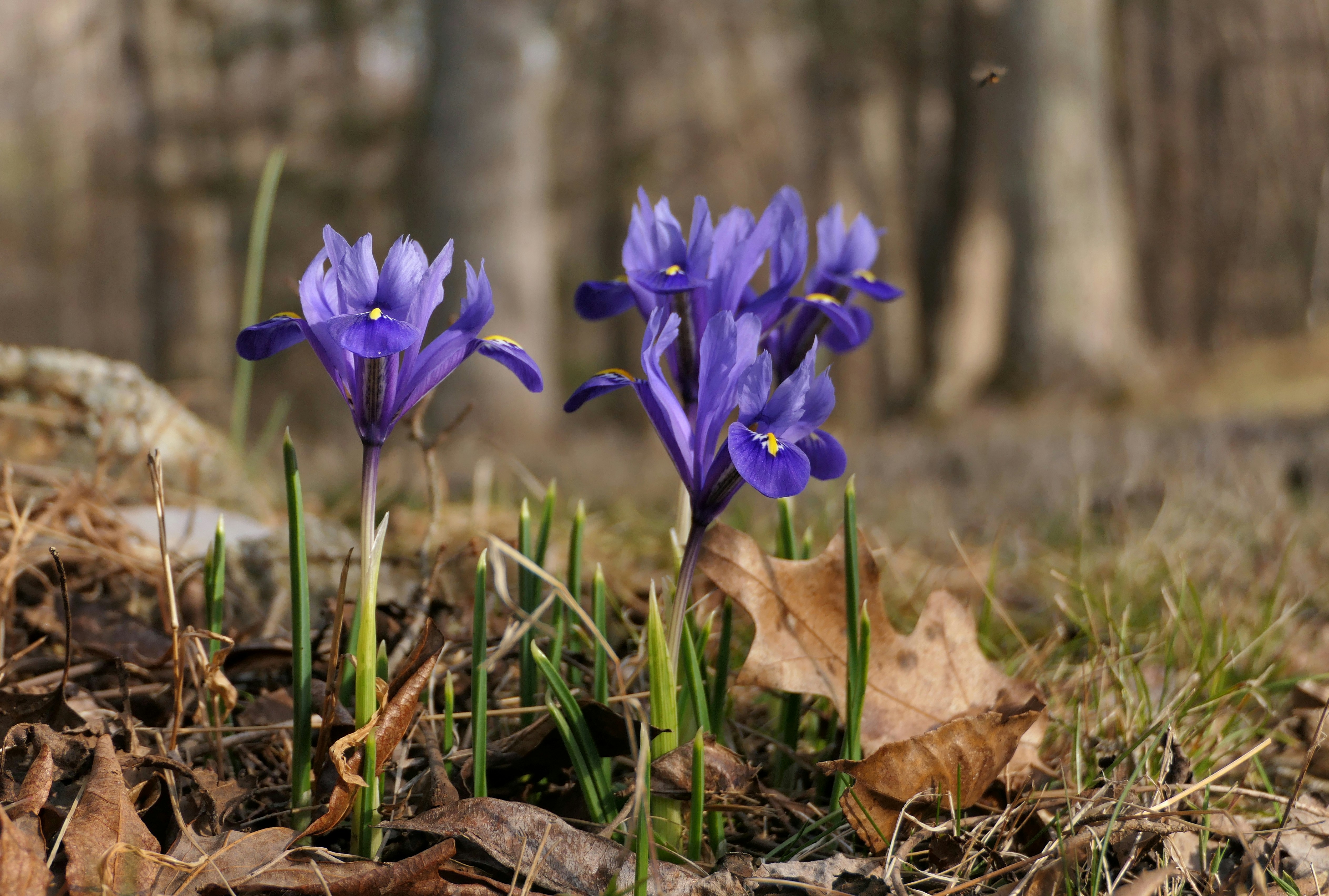Two Violet Crocuses Emerge Through Leaf-Litter in a Sunlit Woodland