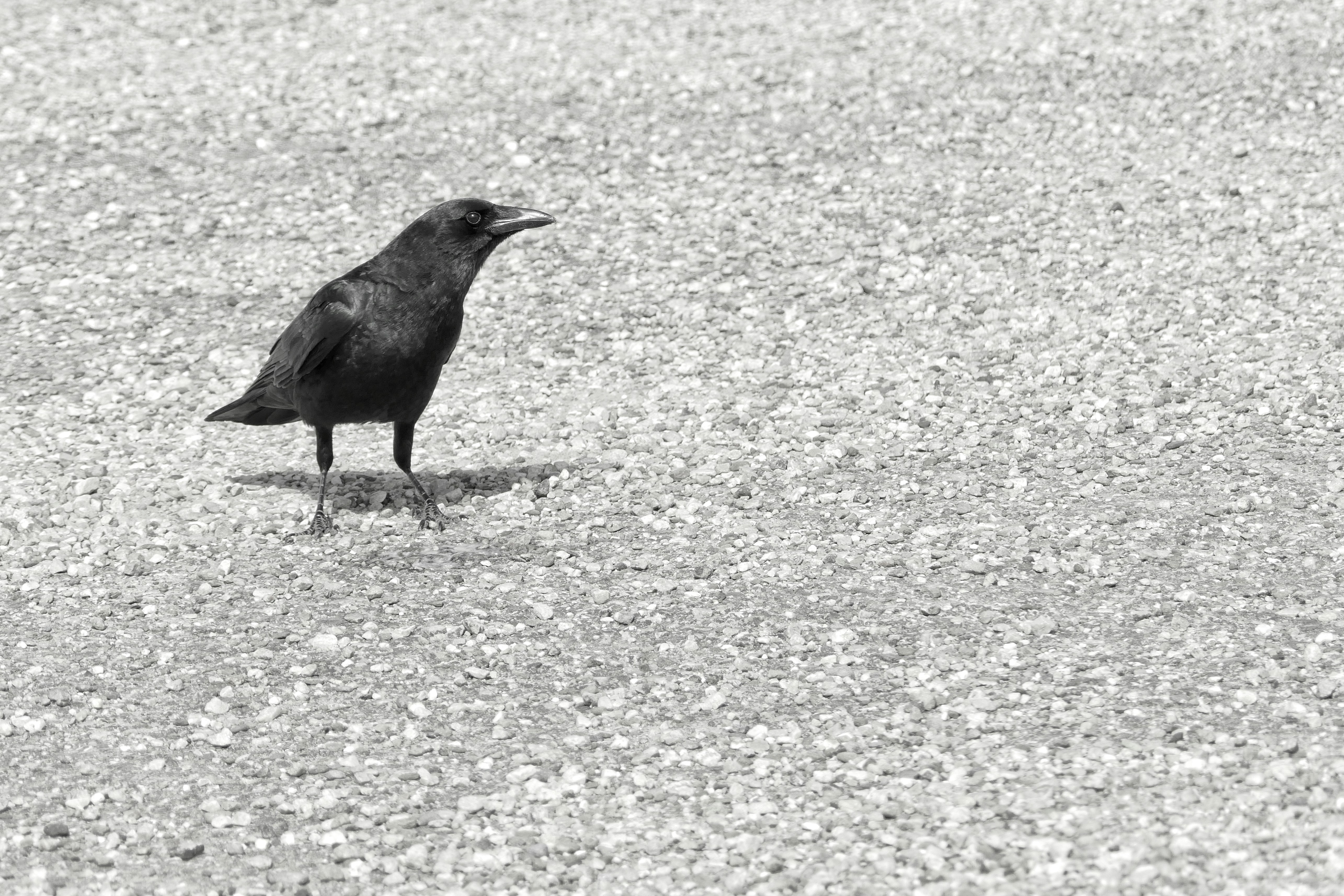Solitary Crow on a Grainy Gravel Stage