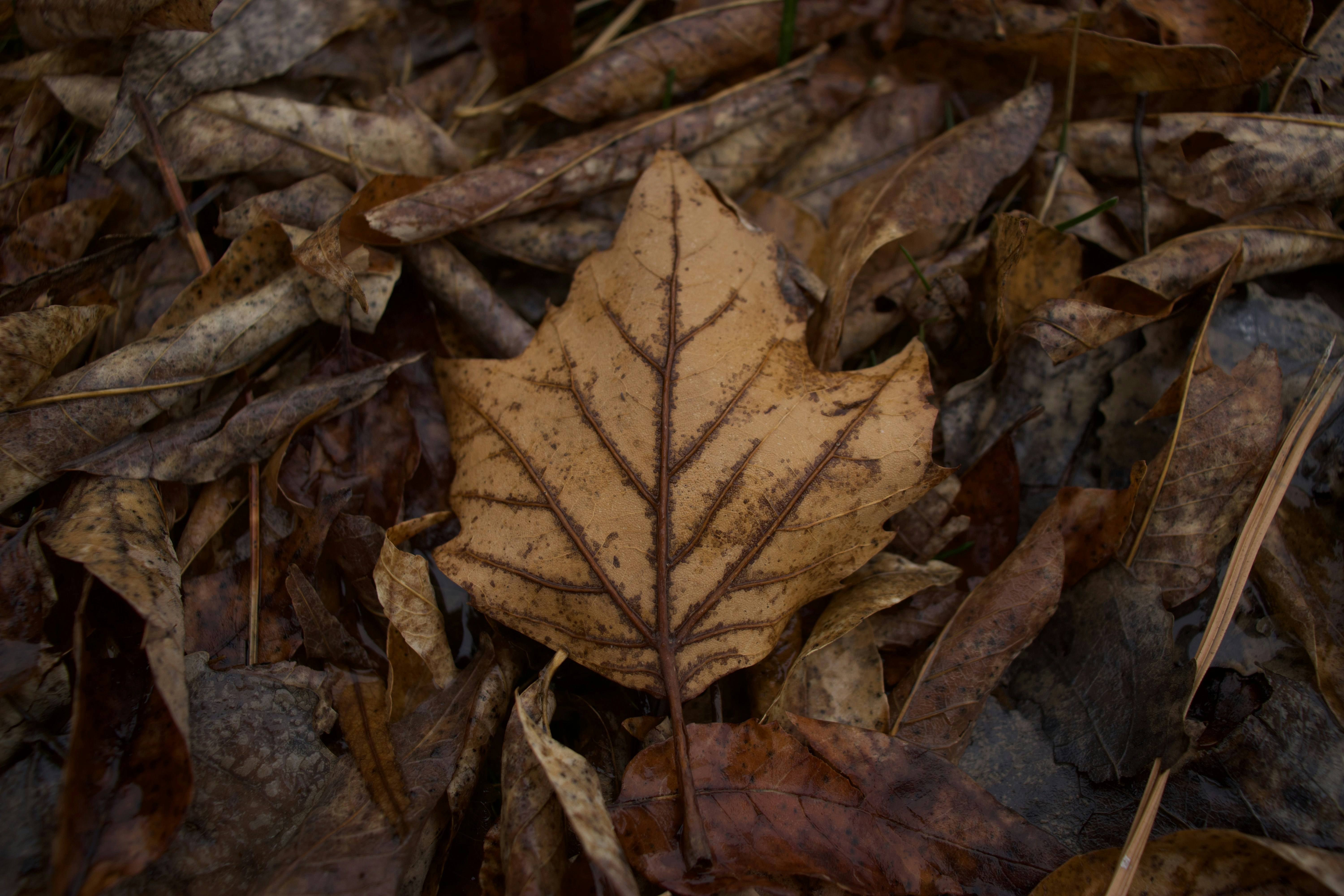 Photo by Canyon Swartz with Canon EOS 200D Mark II