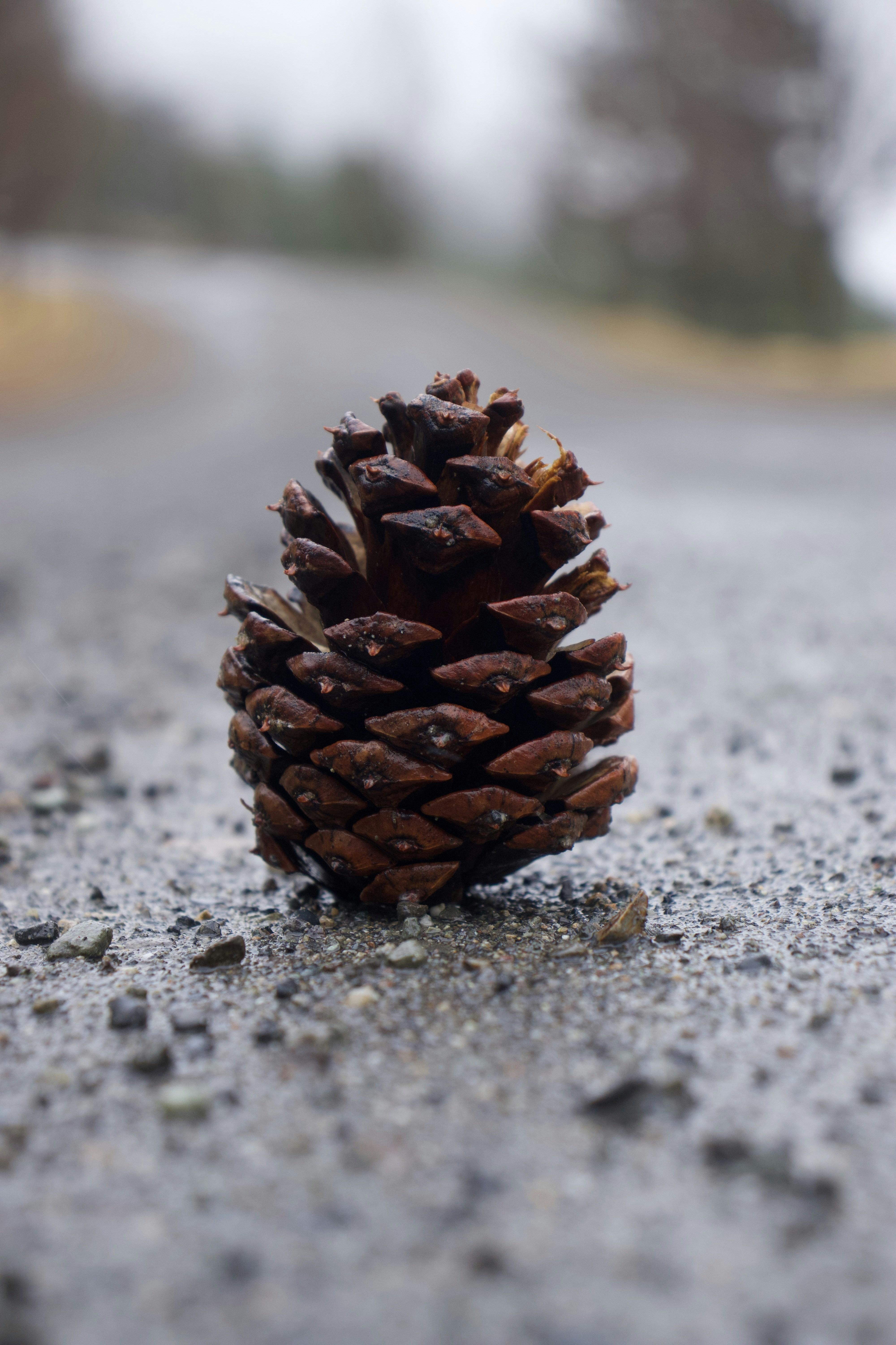 Photo by Canyon Swartz with Canon EOS 200D Mark II