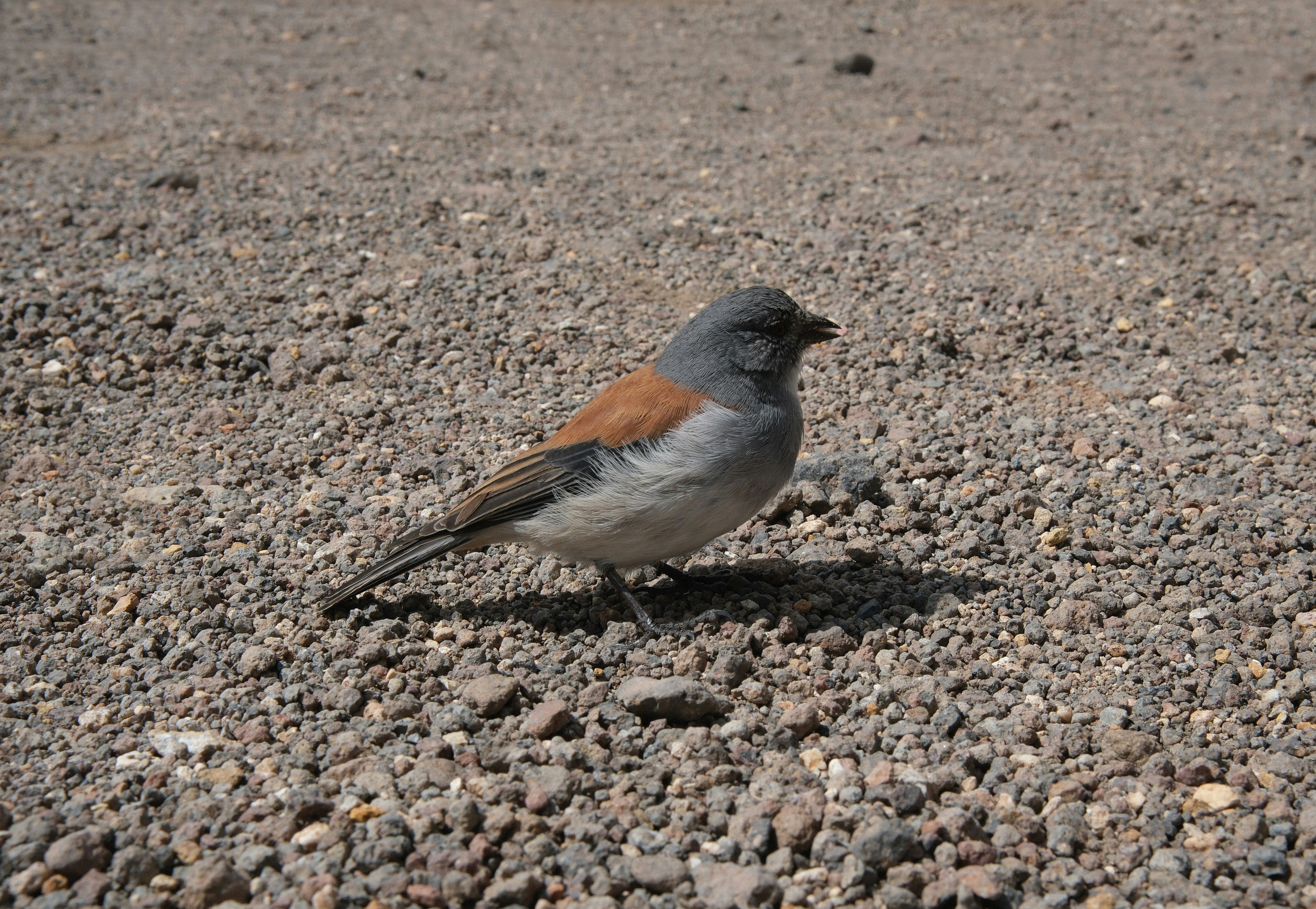 Ember-Backed Finch on a Pebble Field