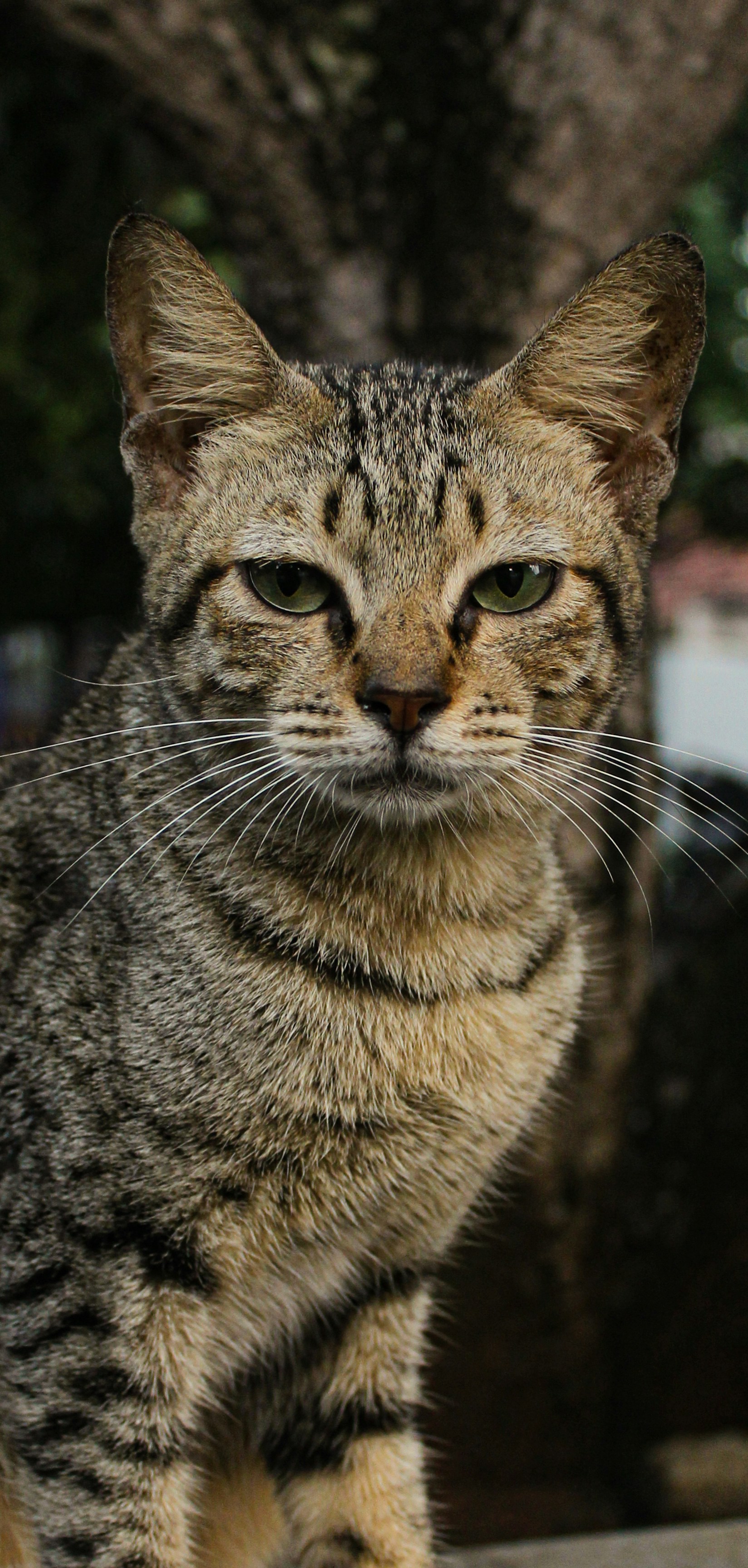 The Watchful Feline Guardian