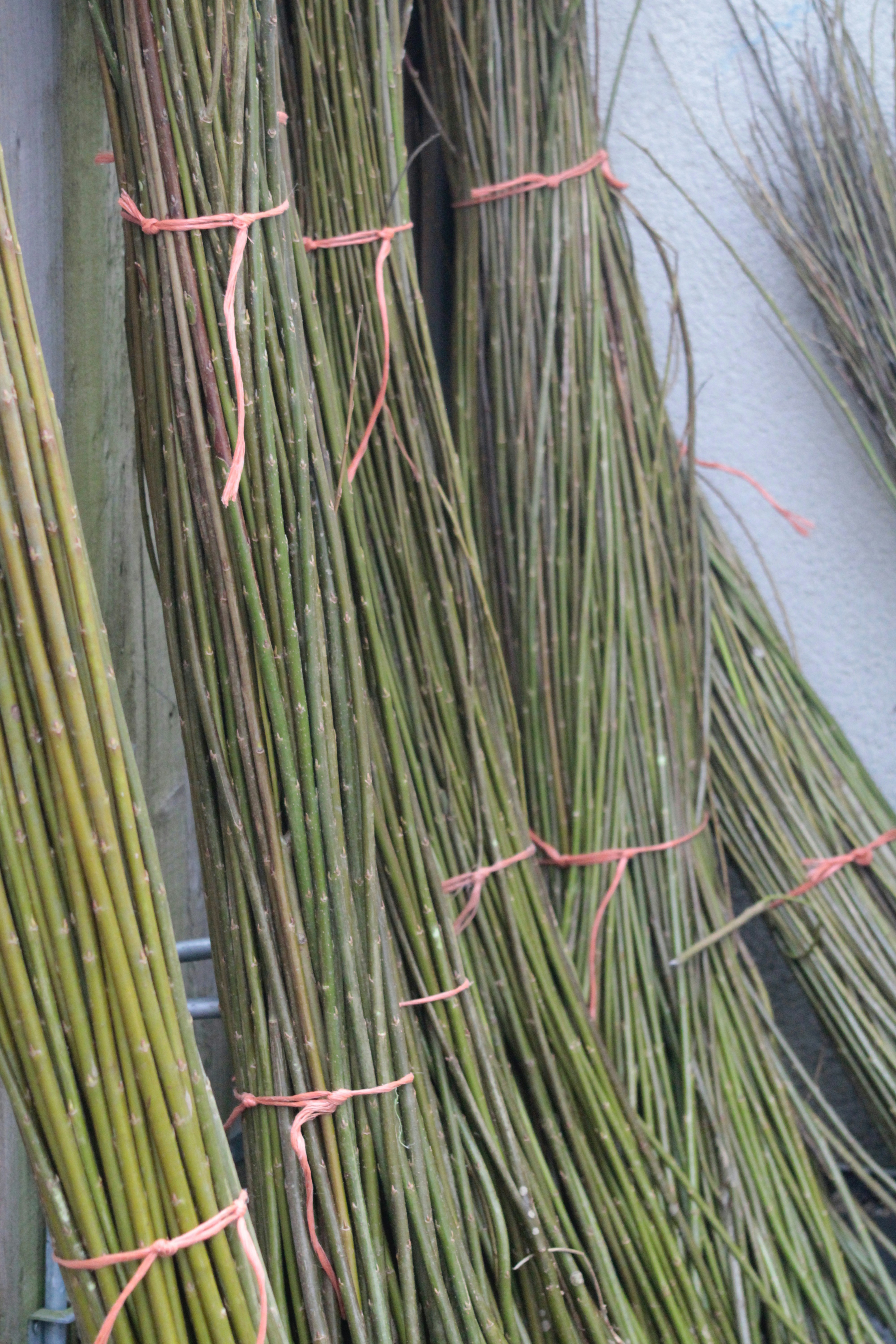 Bundles of freshly harvested willow branches. photo – Free Food Image ...