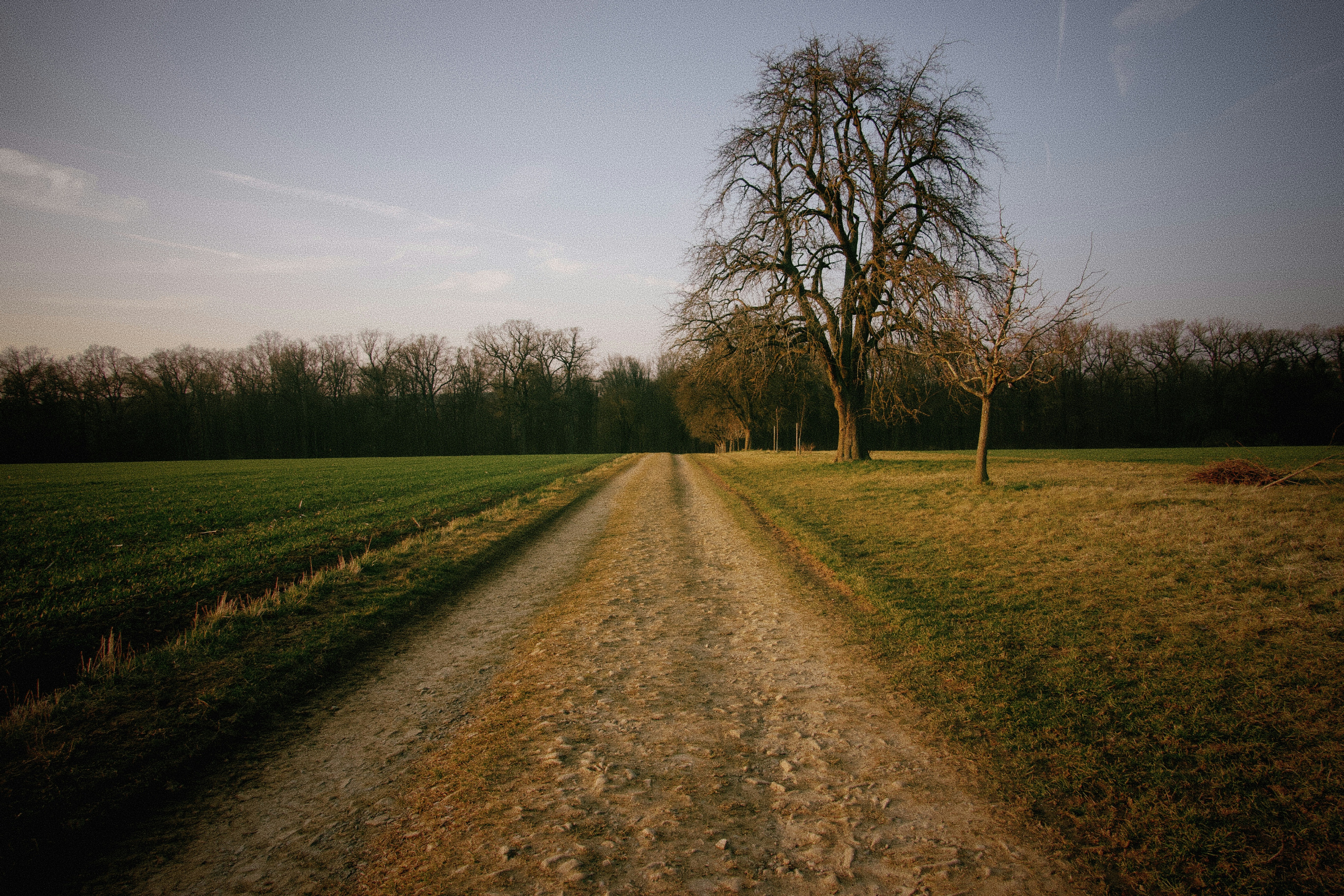 tranquil trail into the forest