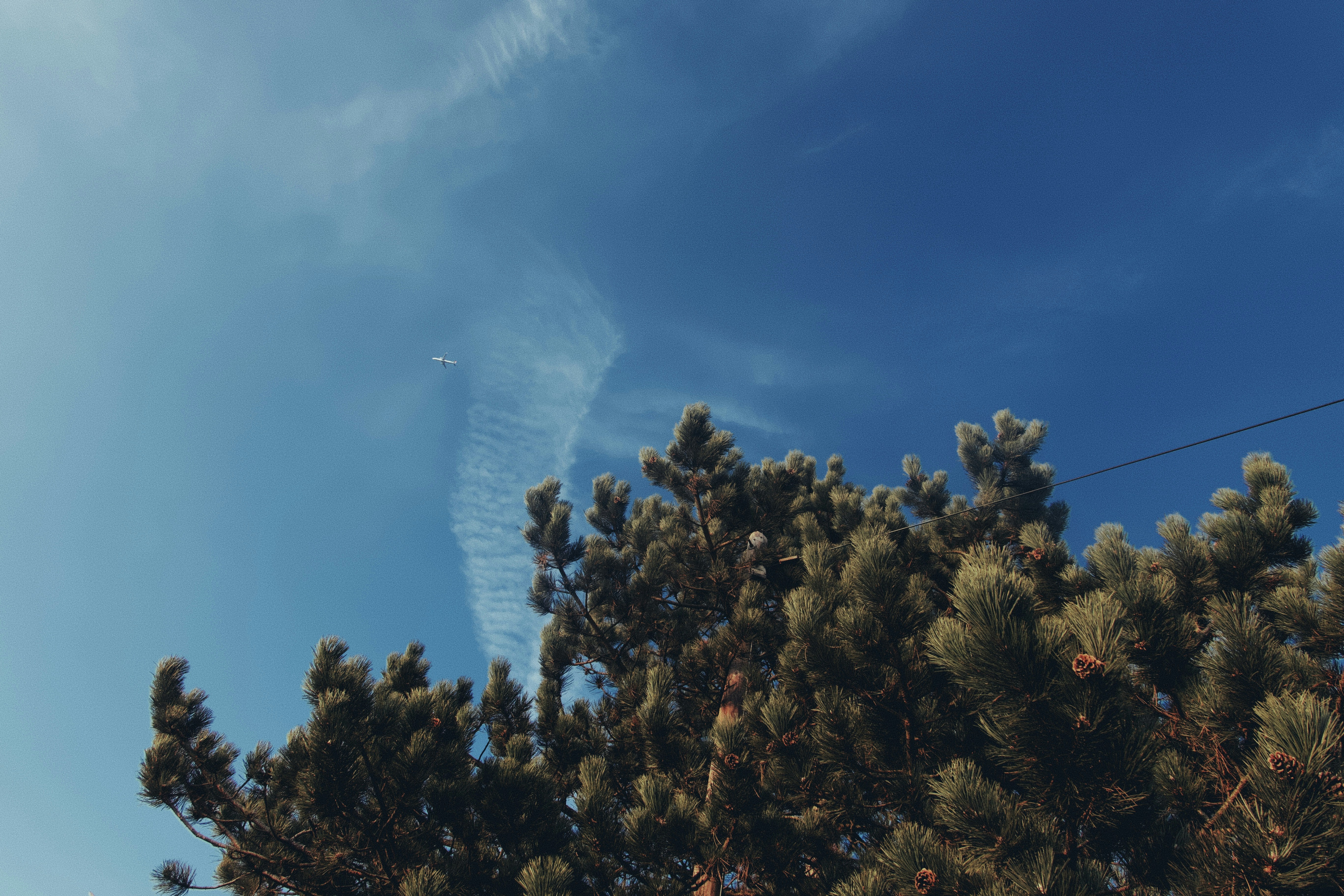 Whispers of Flight Over Evergreen Tops
