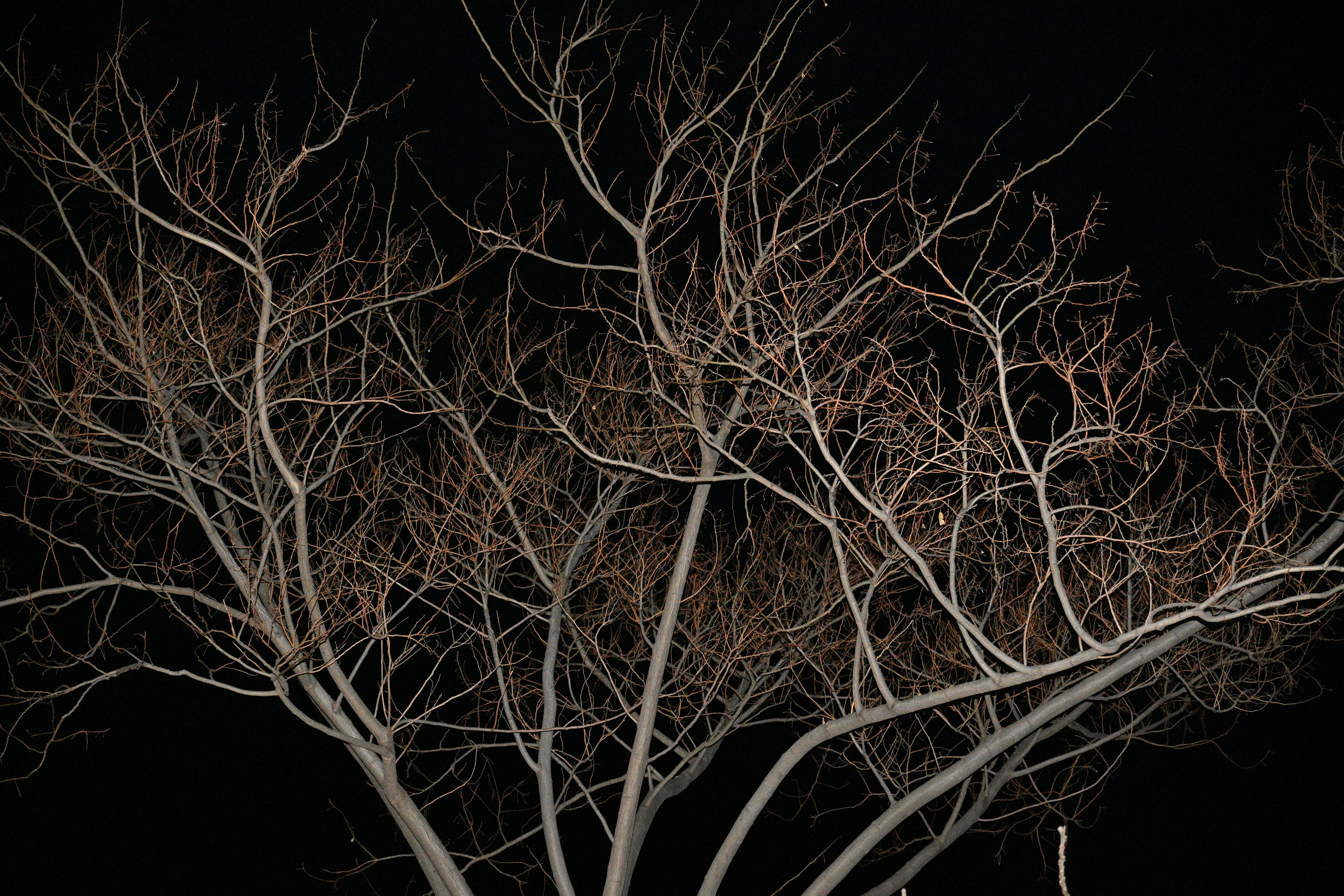 Photo by Sinem Tunalı with Nikon Z50