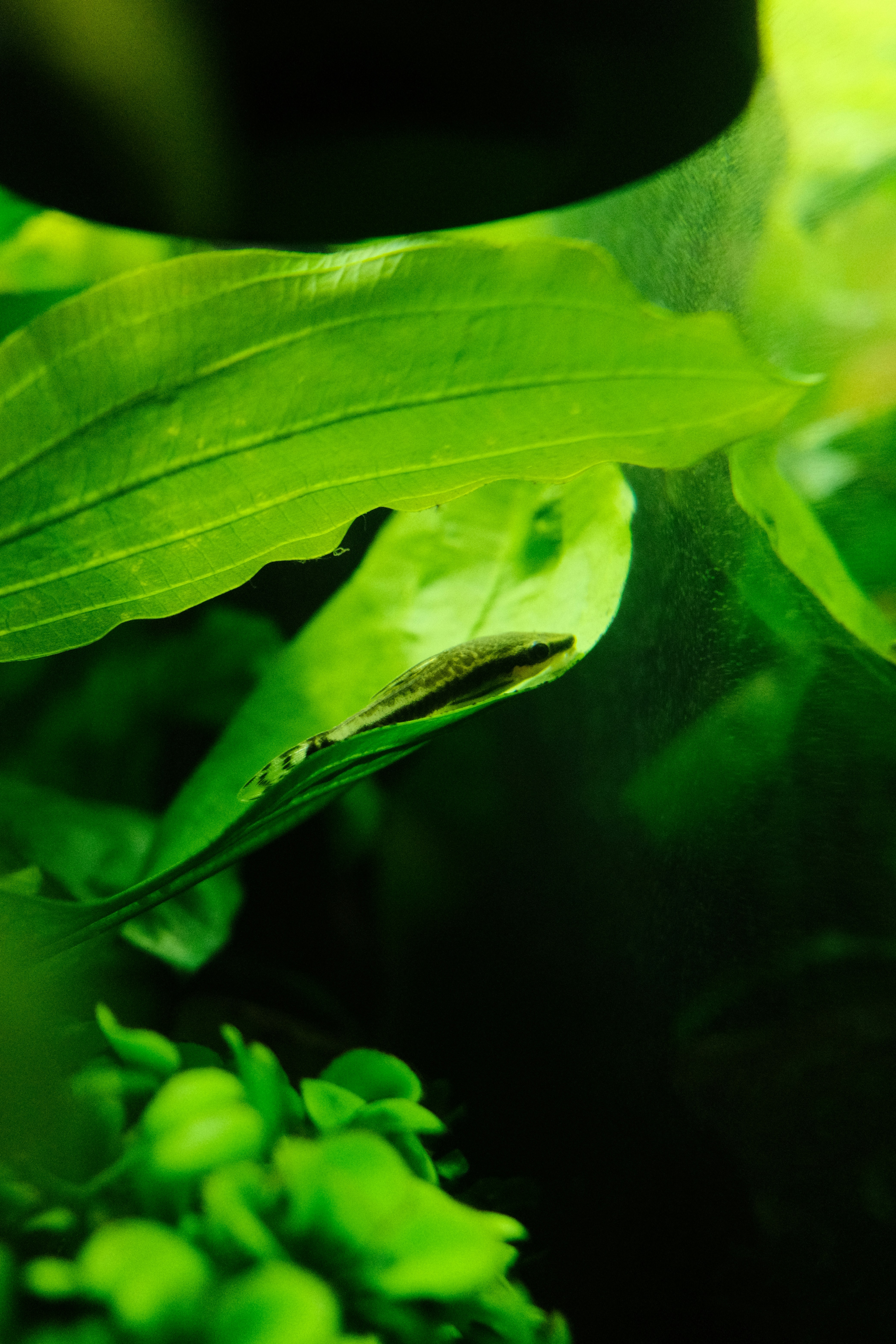 A small fish hides underneath a green leaf. photo – Free Animal Image ...