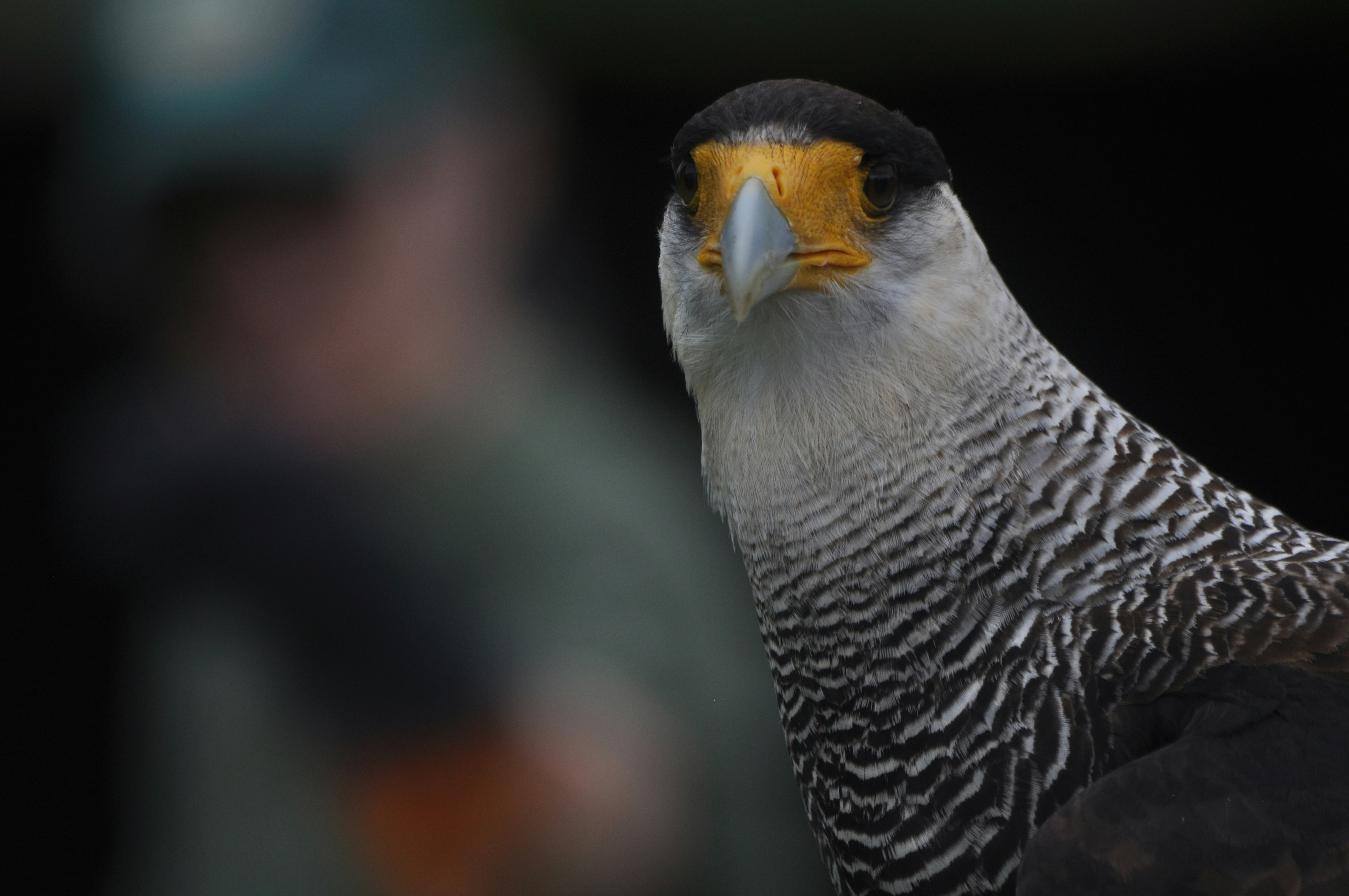 Orange-foiled gaze: close-up of a crested countenance against a blurred keeper