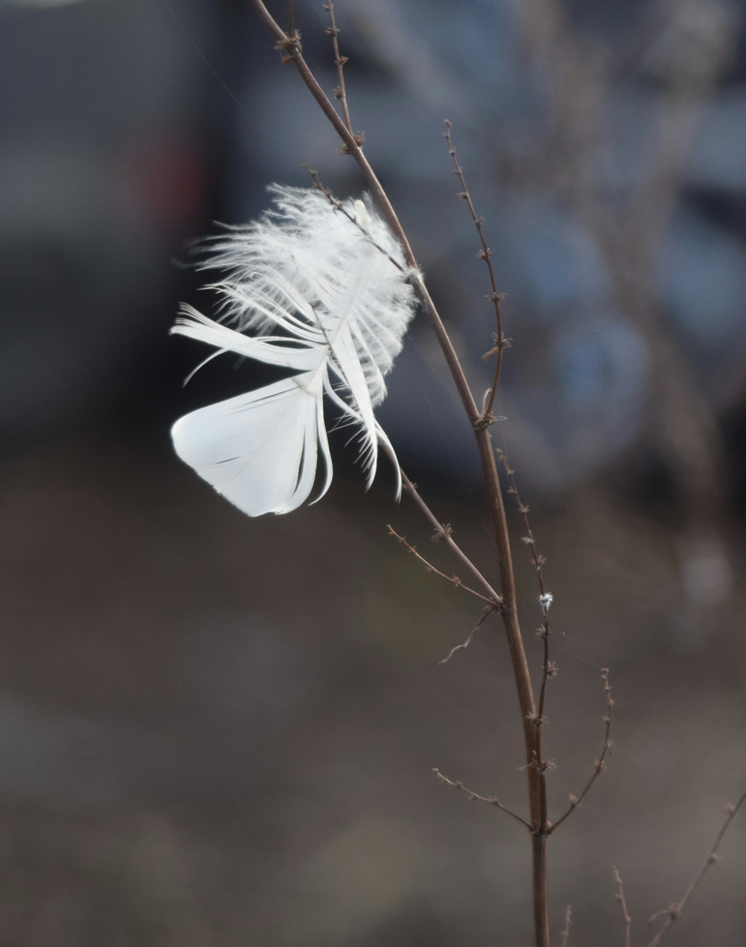 Feather on a Thorn: Quiet Contrast in a Blurred Winter Scene