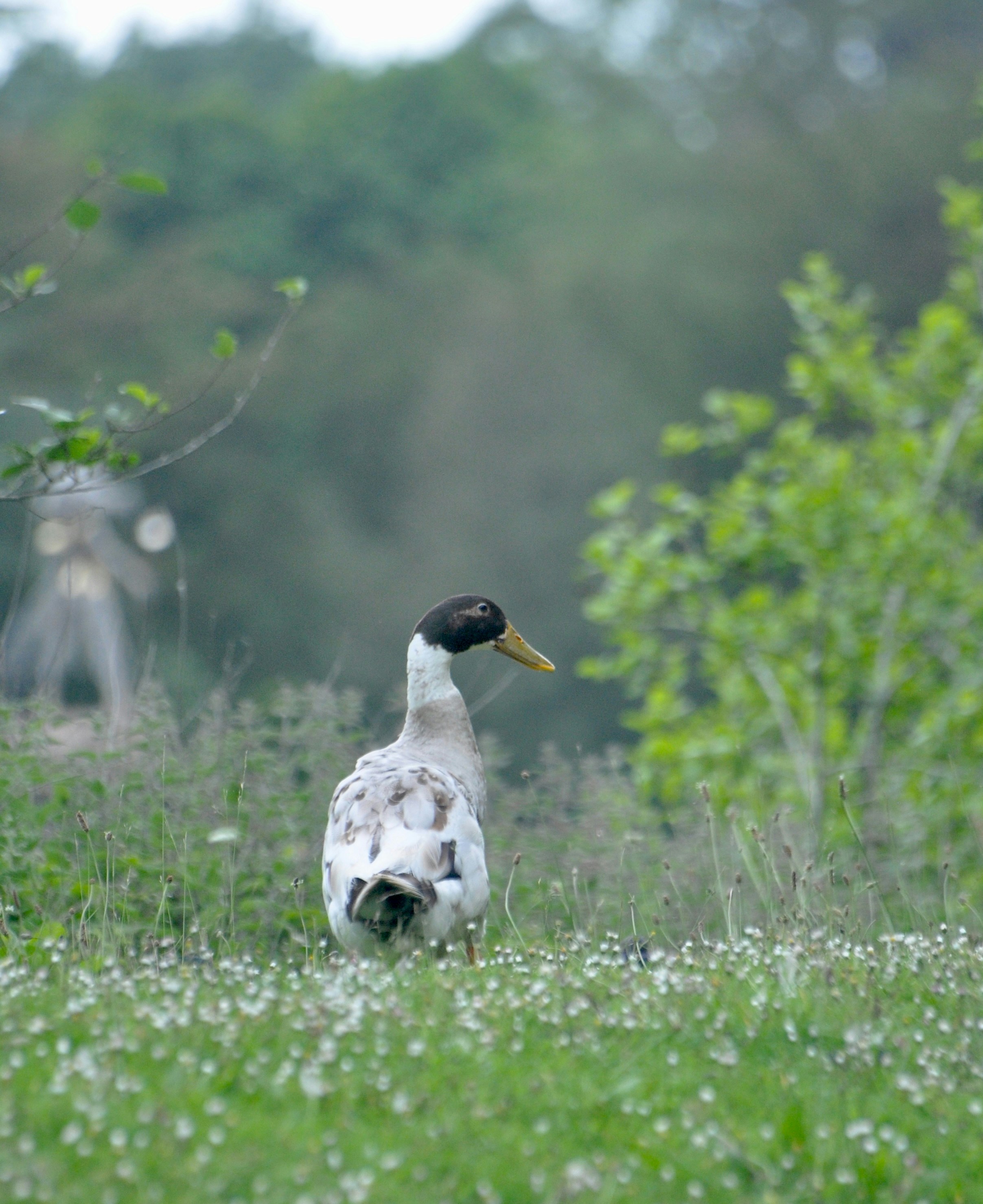 A solitary mallard gazes over a meadow of white blossoms