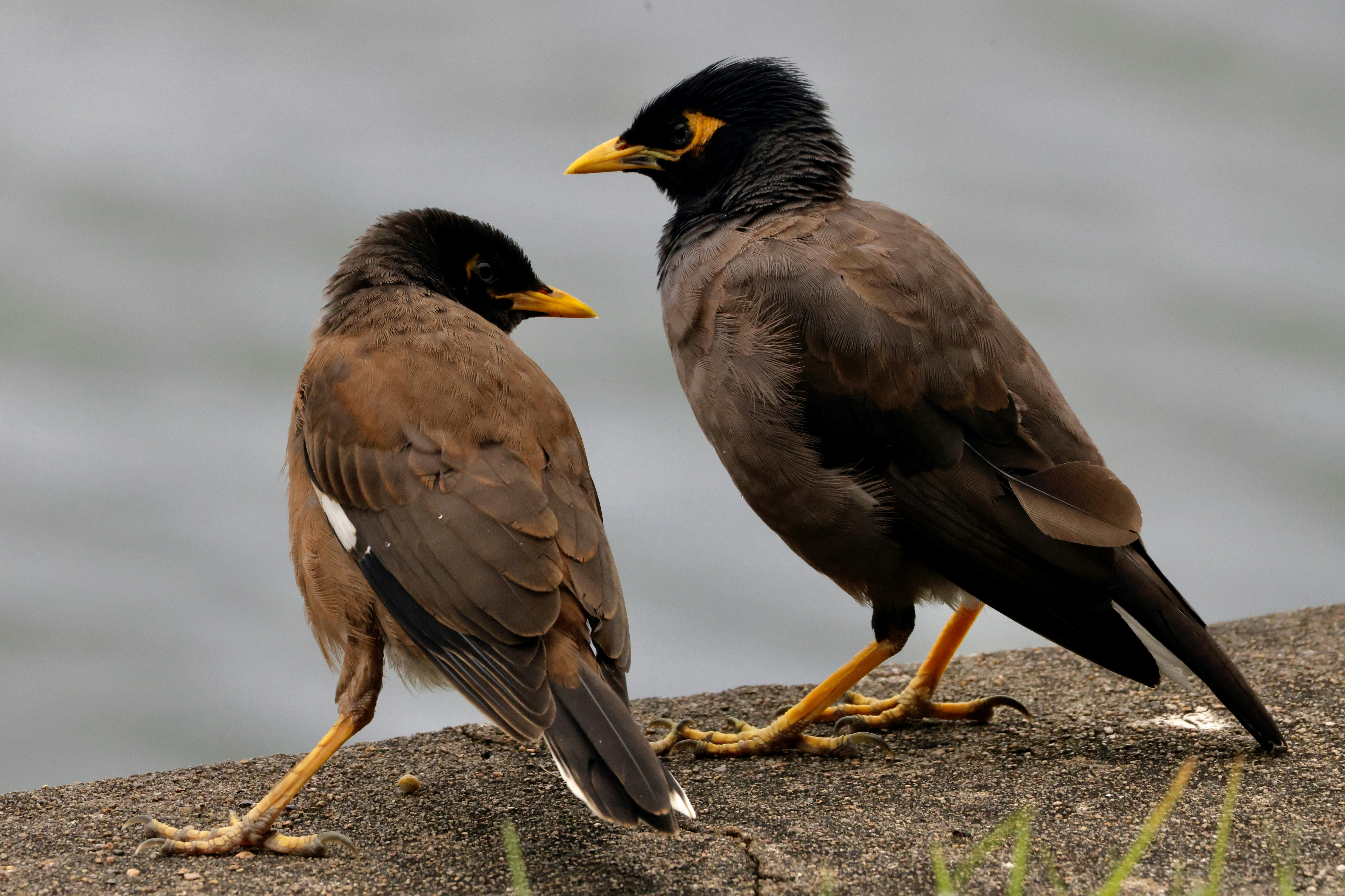 Two indian mynas stand together on a rock. photo – Free Animal Image on ...