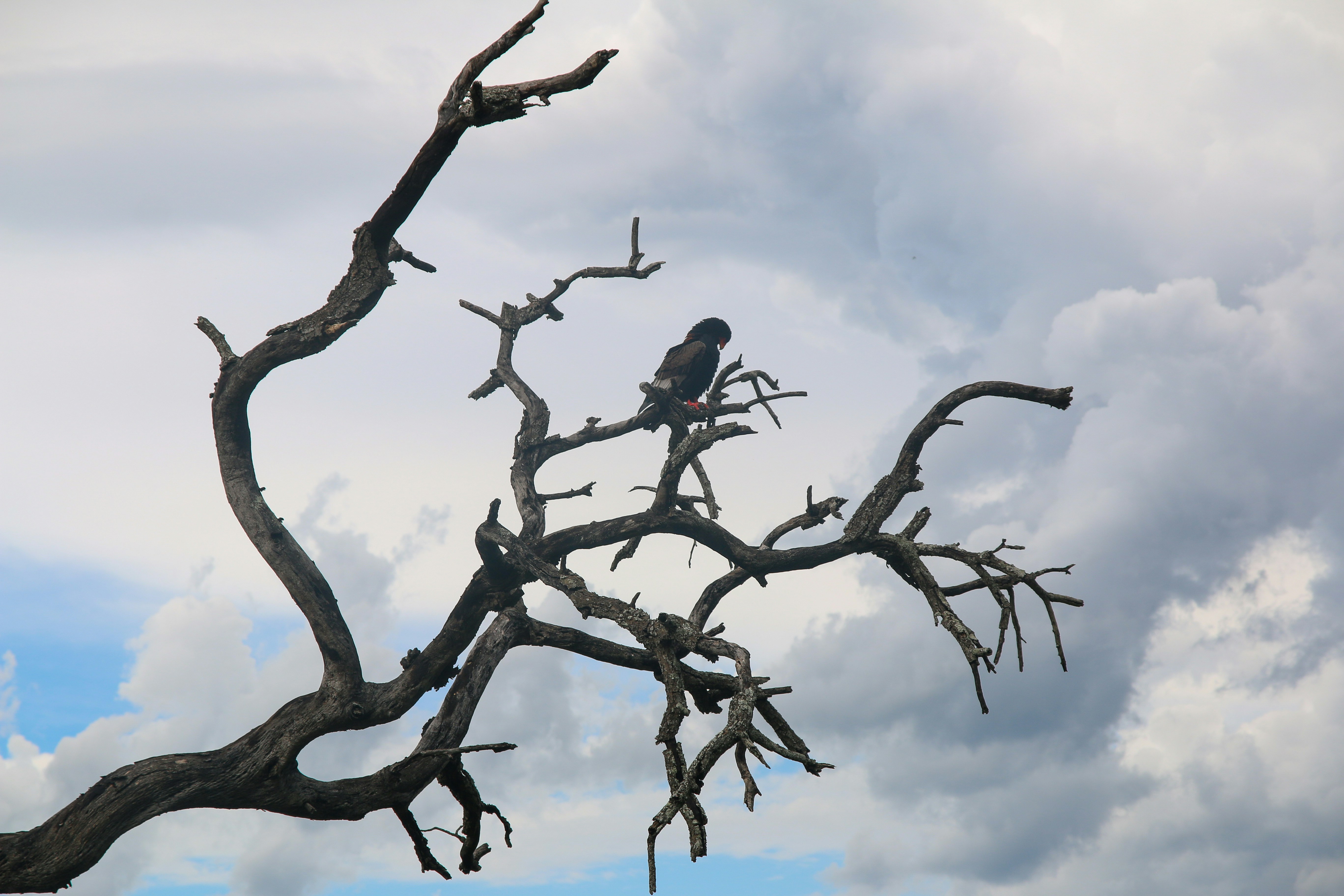 Crow on a Weathered Arboreal Skeleton Against a Stormy Sky