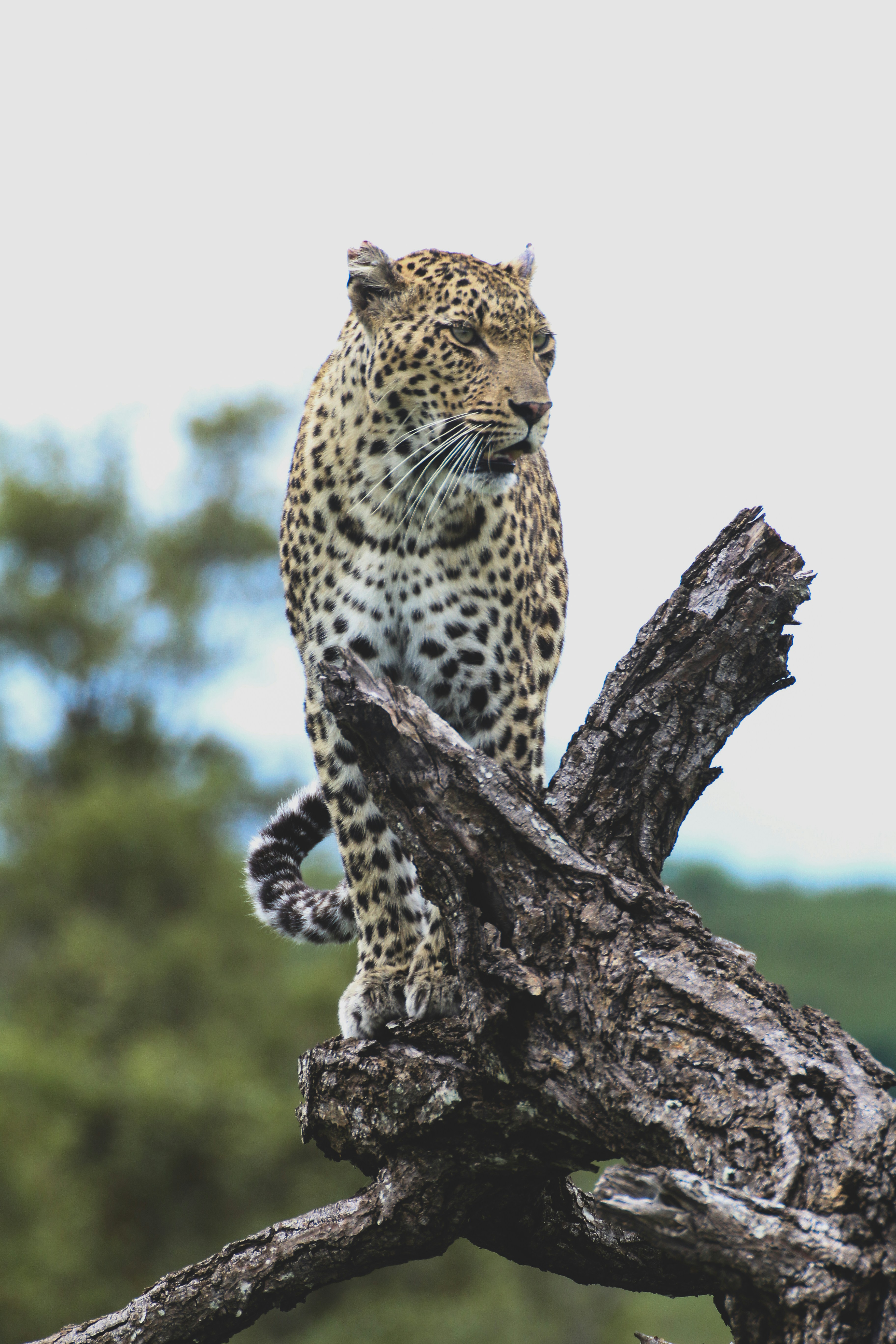 Leopard Perched on Weathered Branch: A Quiet Sentry of the Savanna