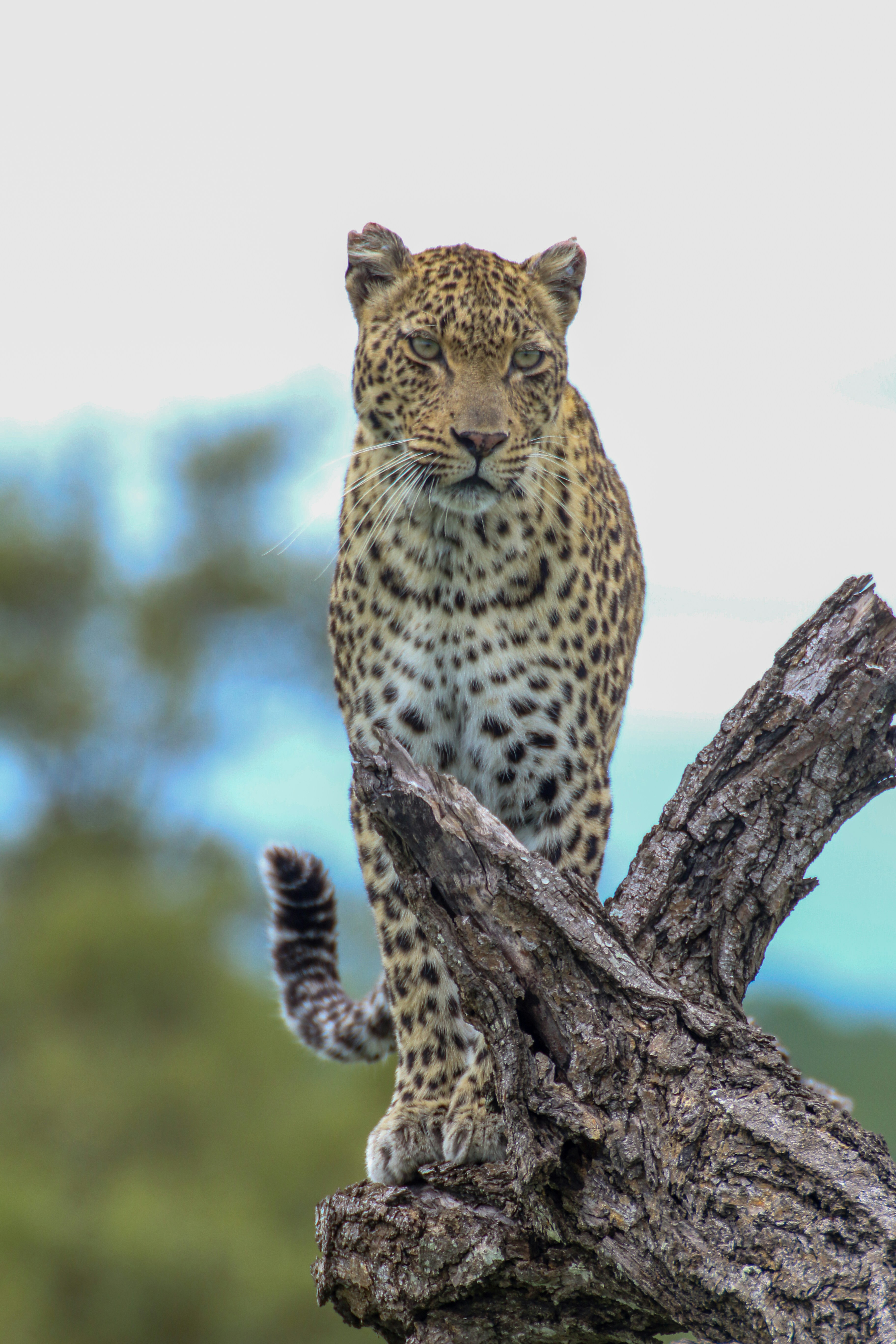 leopard