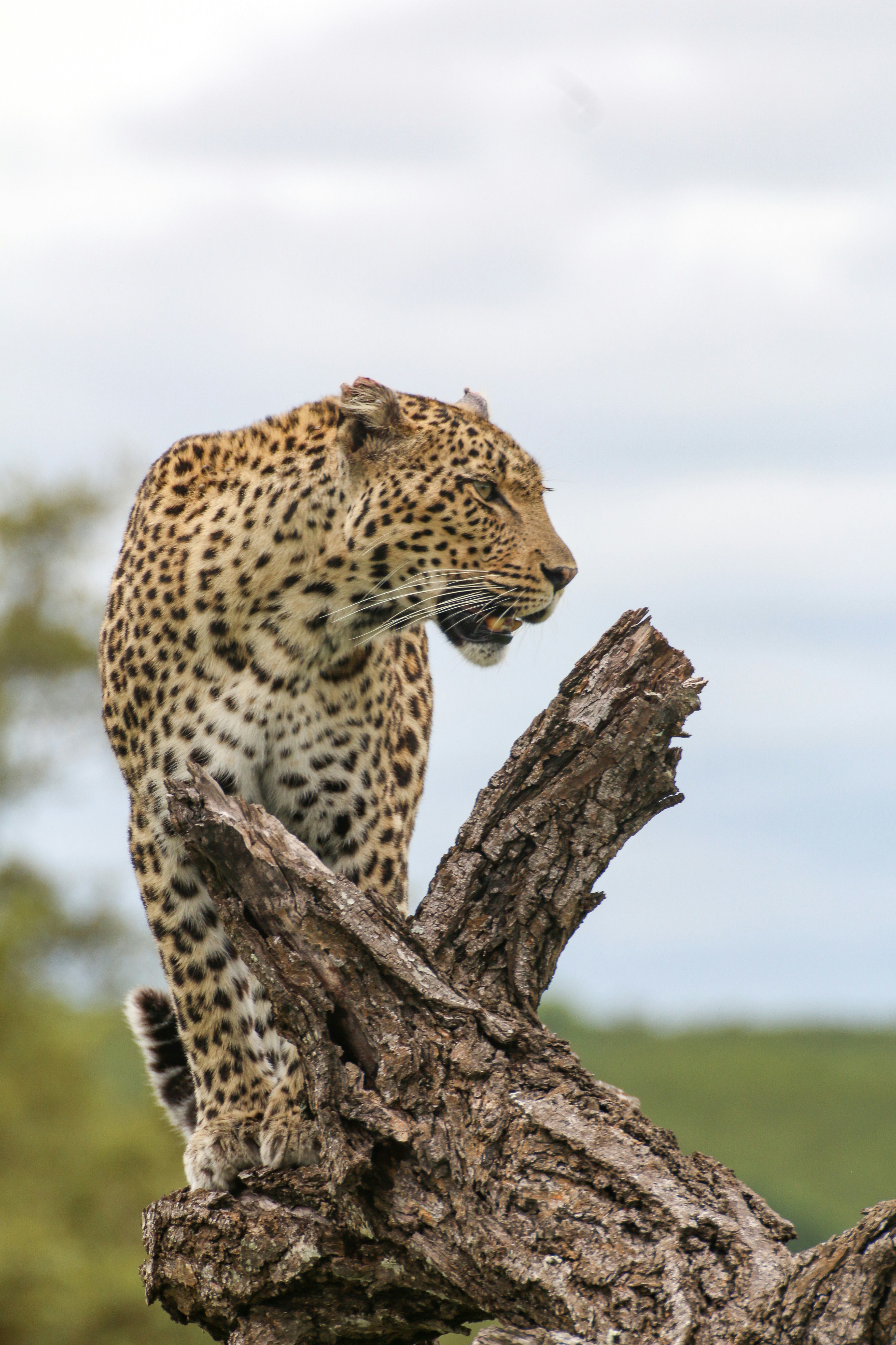 Leopard perched on a tree branch. photo – Free Leopard Image on Unsplash