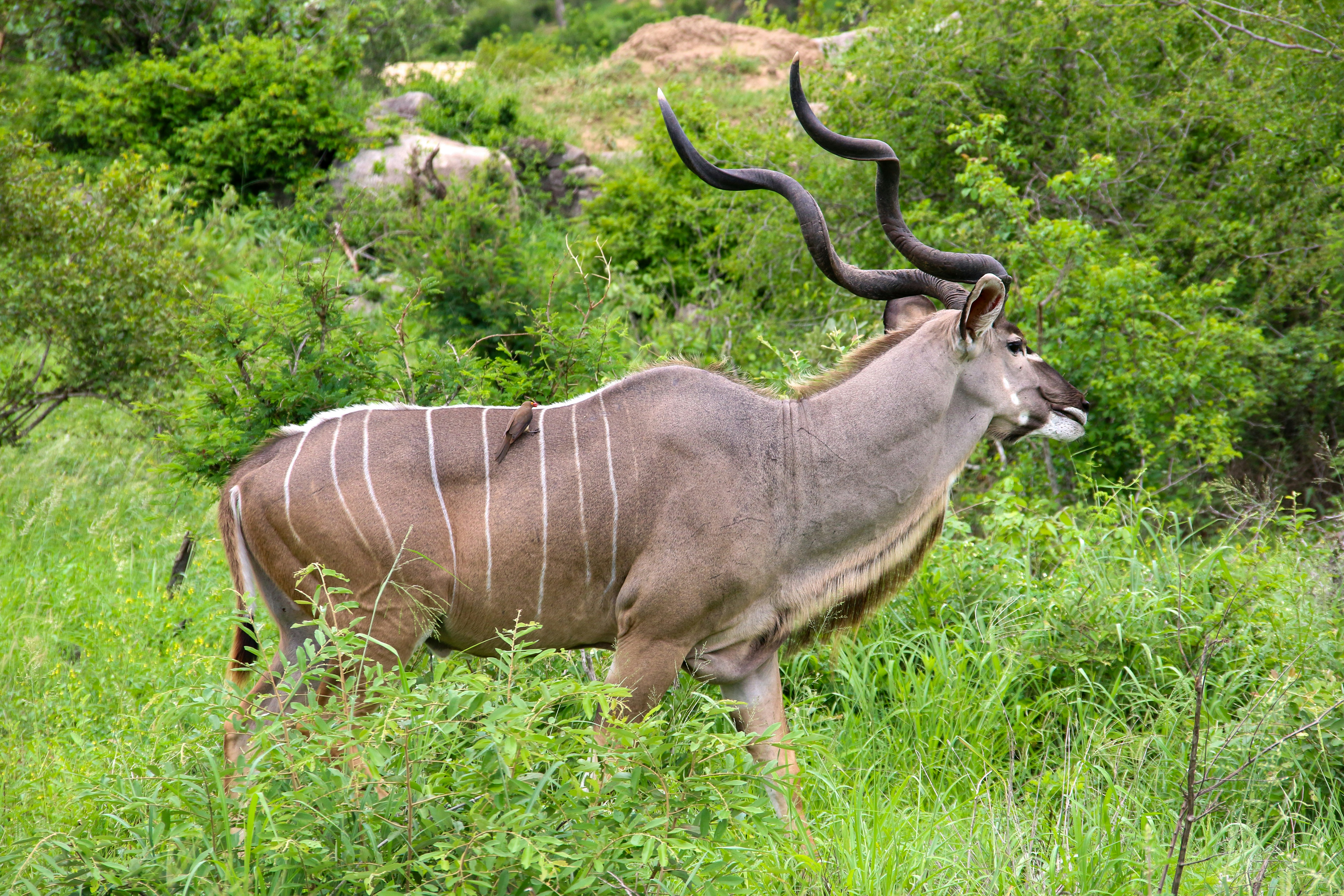 Kudu with large spiraled horns stands in lush green grass, a bird perched on its back.