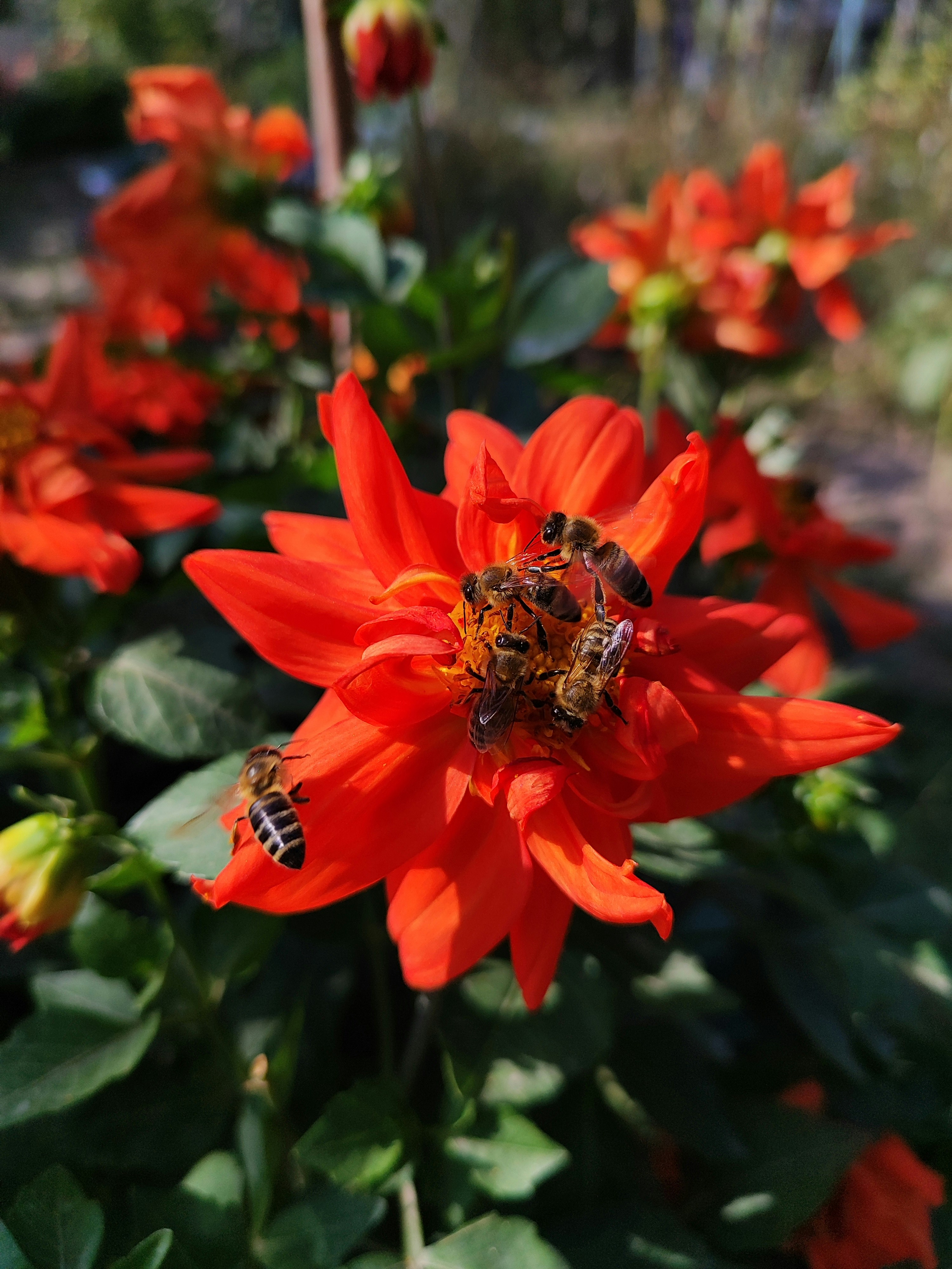 Photo by Anna Evans with Xiaomi Poco X5 Pro