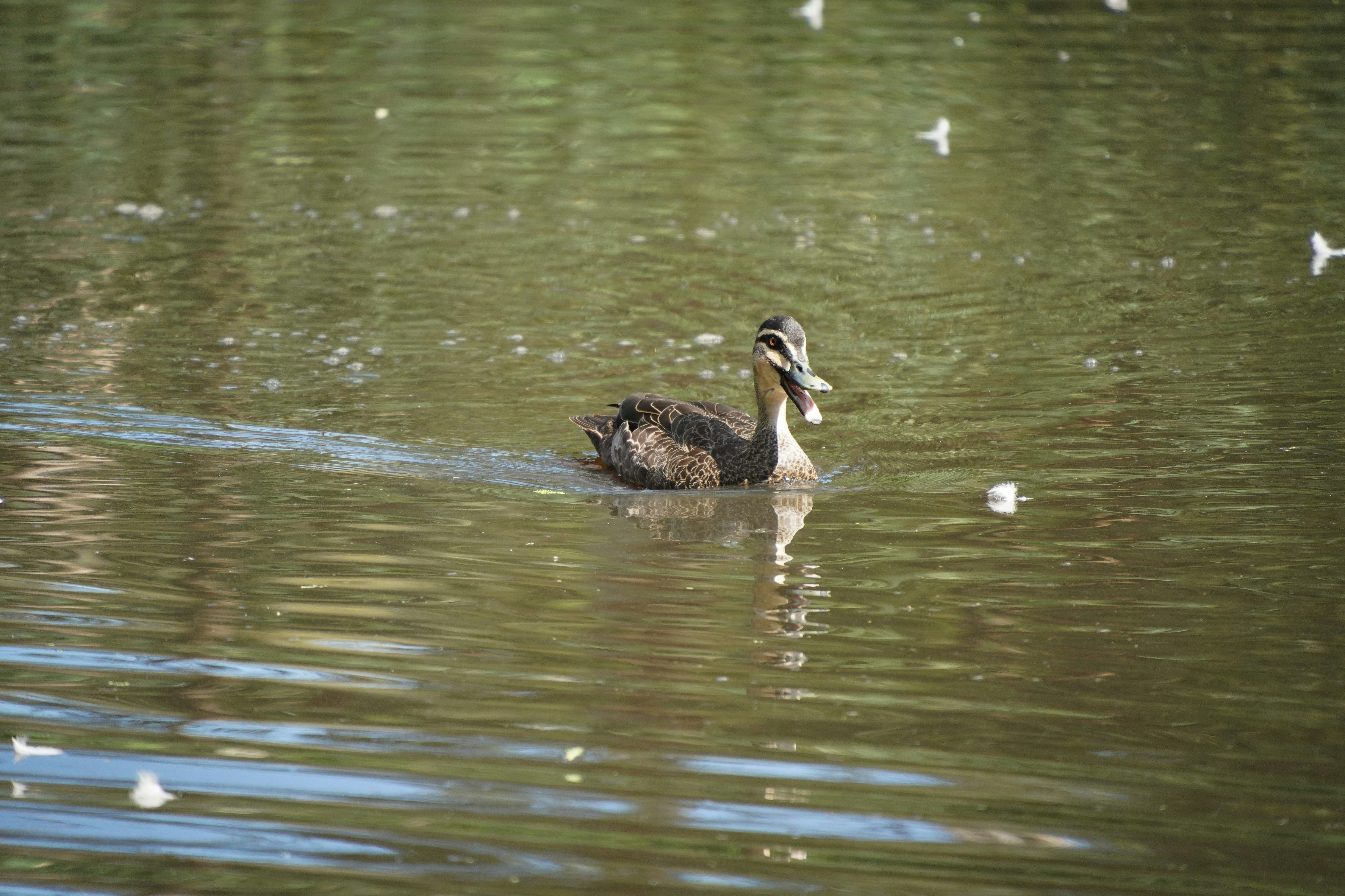 A duck swims on water, leaving a wake. photo – Free Animal Image on ...