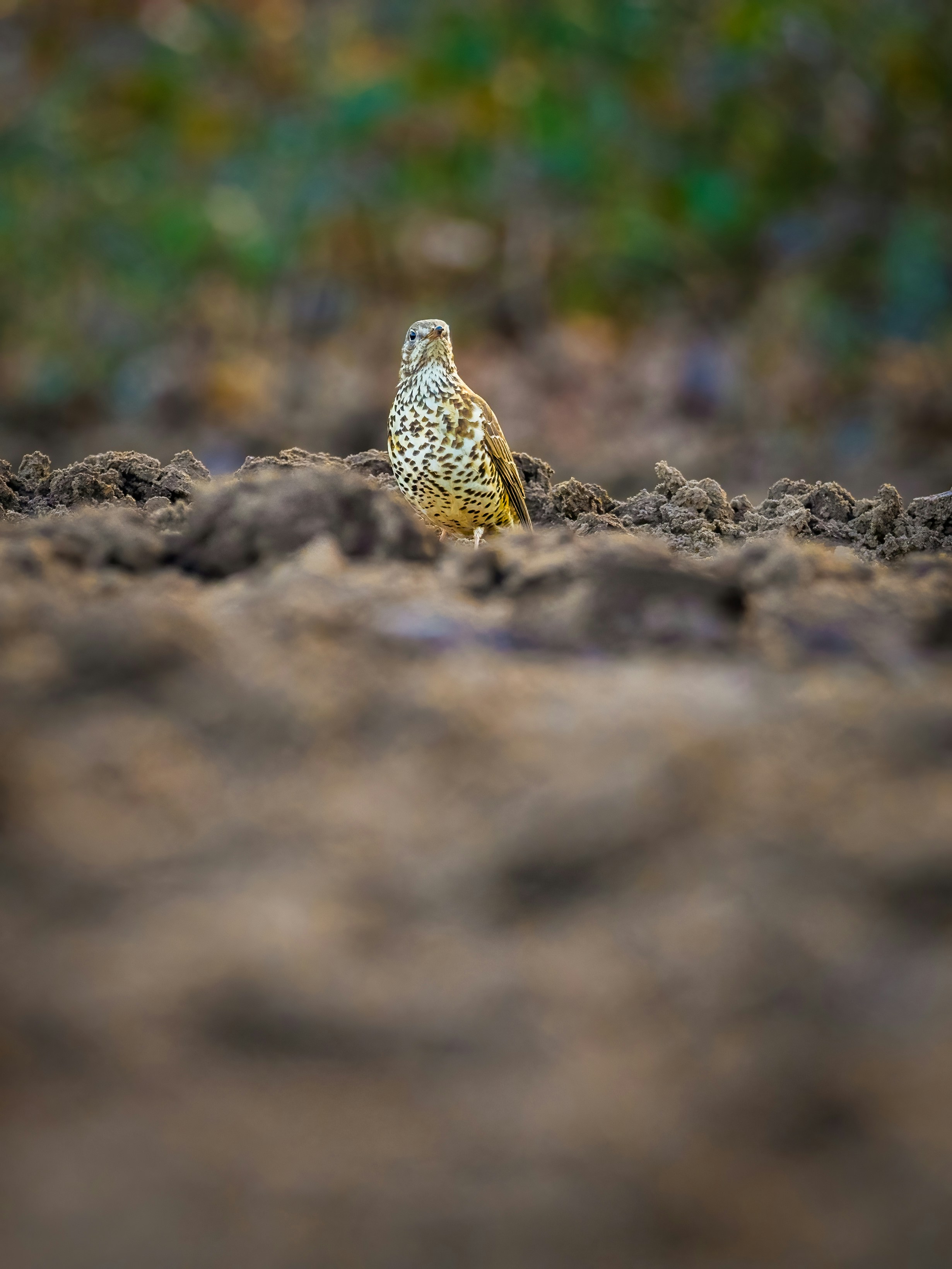 A speckled bird stands alert on a patch of earth, surrounded by blurred foliage in the background. The scene captures a moment of stillness in nature.
