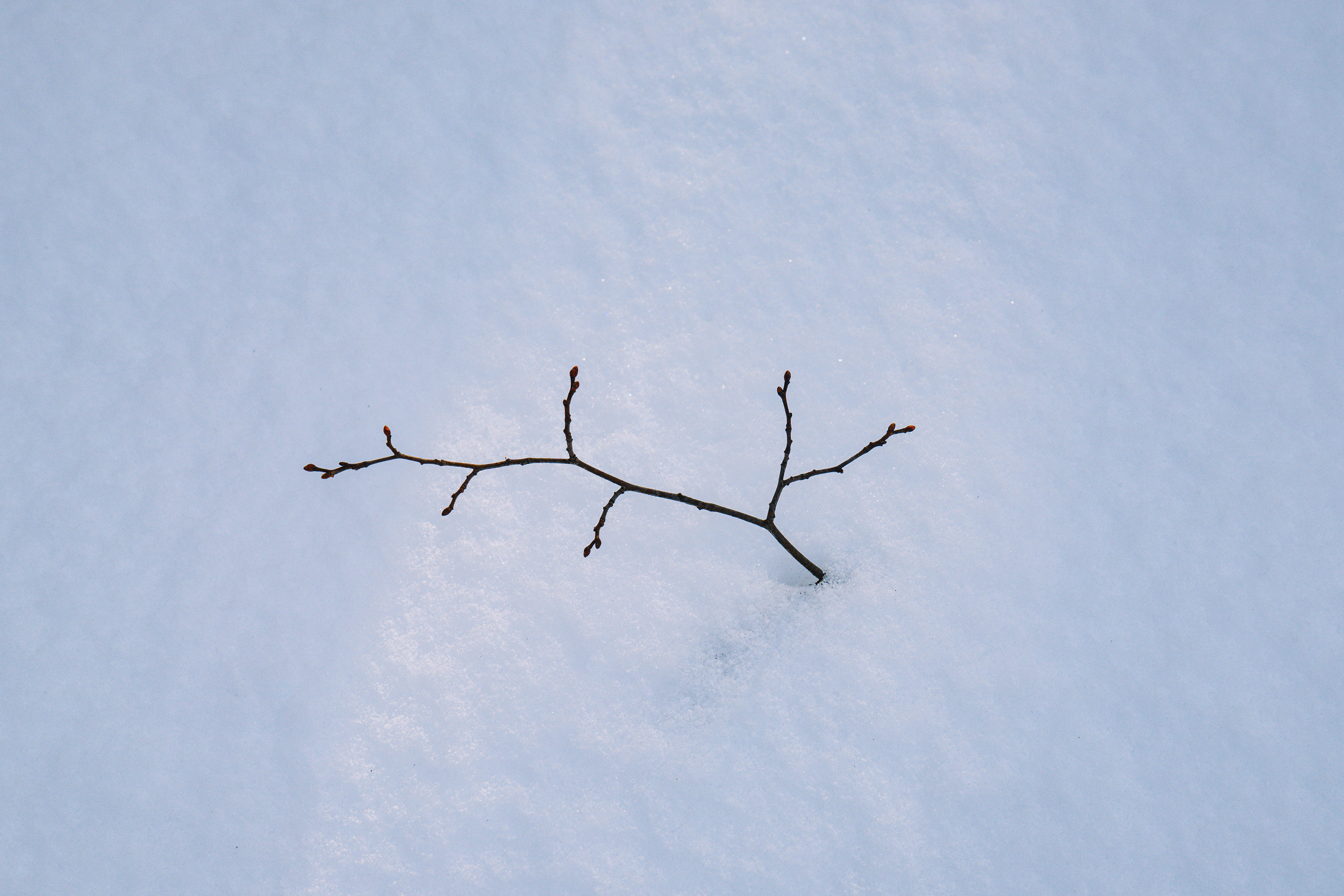 Solitude in Winter's Embrace