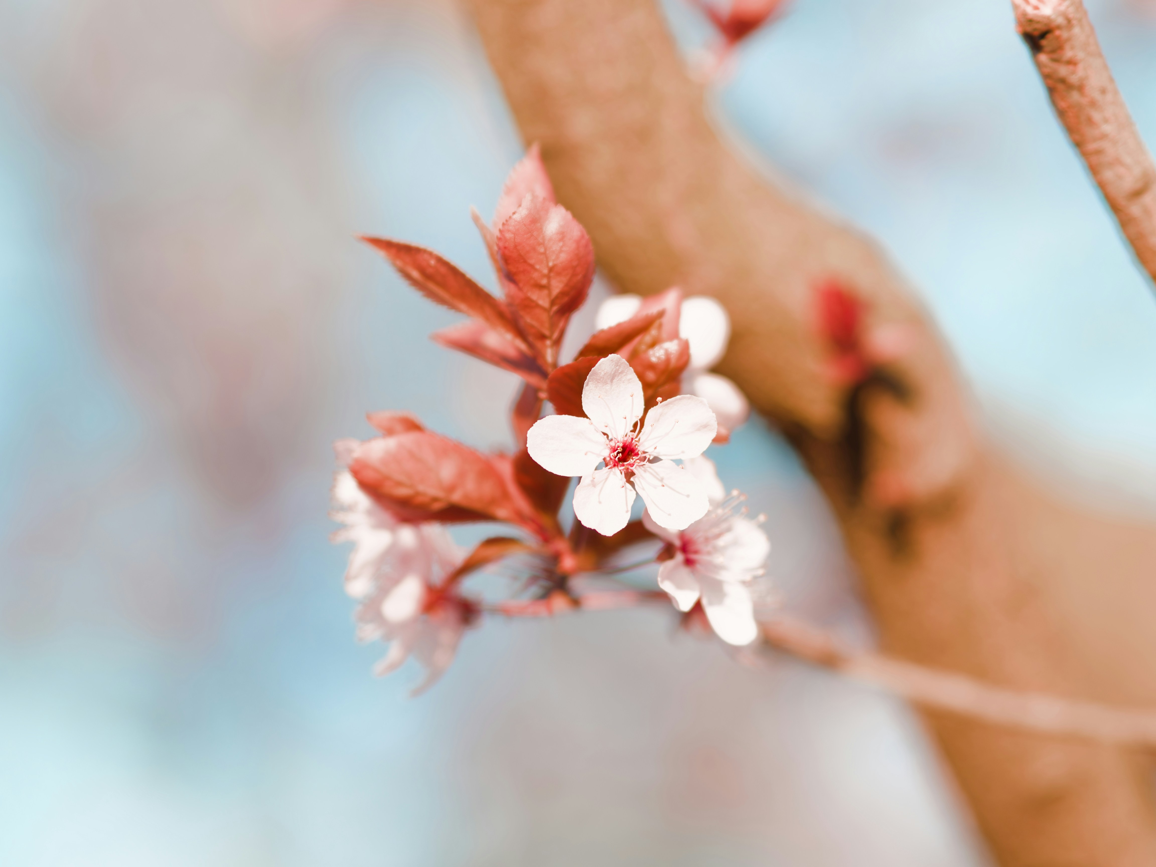 Pink cherry blossom blooms on a tree branch. photo – Free Flowers Image ...