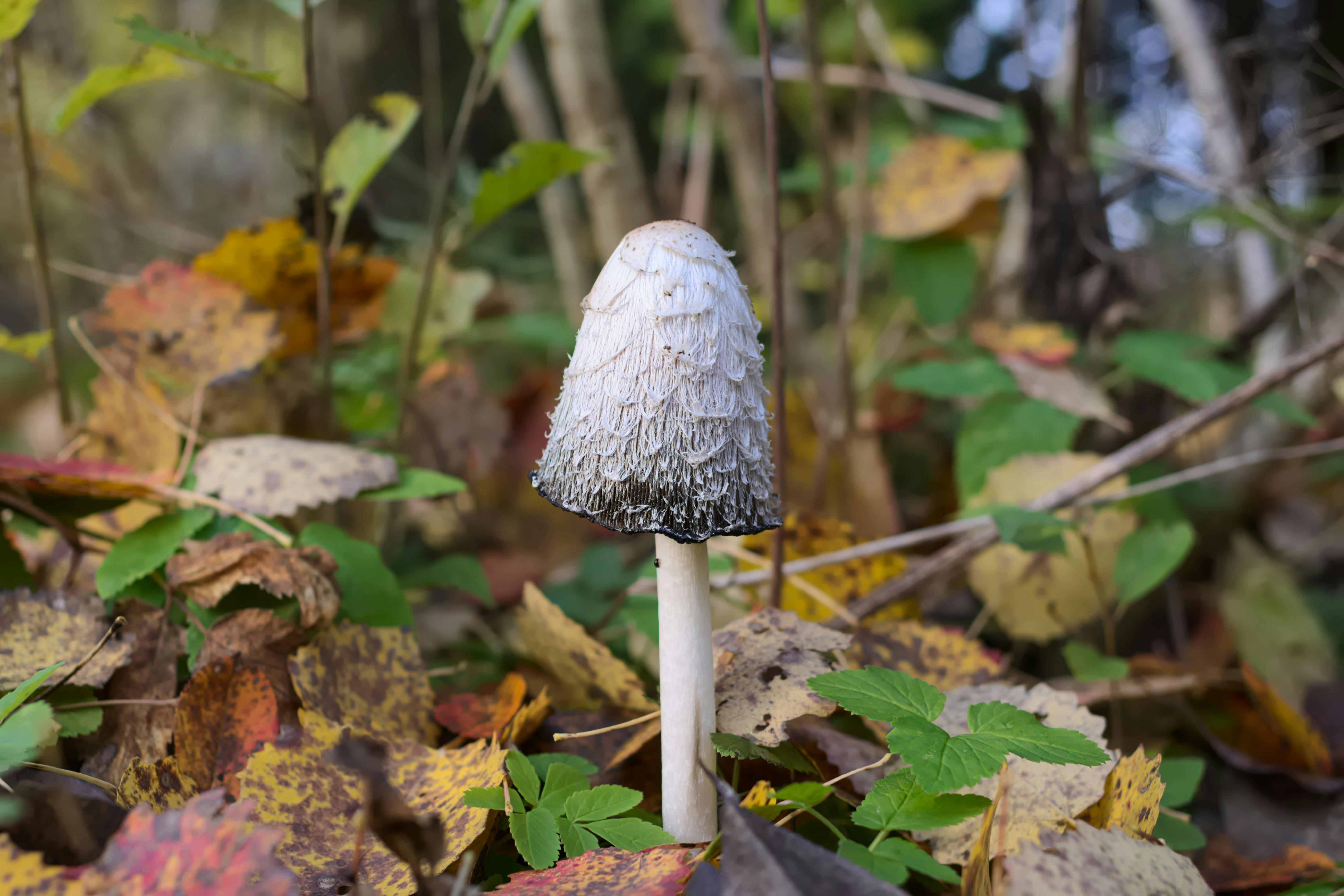 Toadstool Sentinel Amid Autumn Carpet