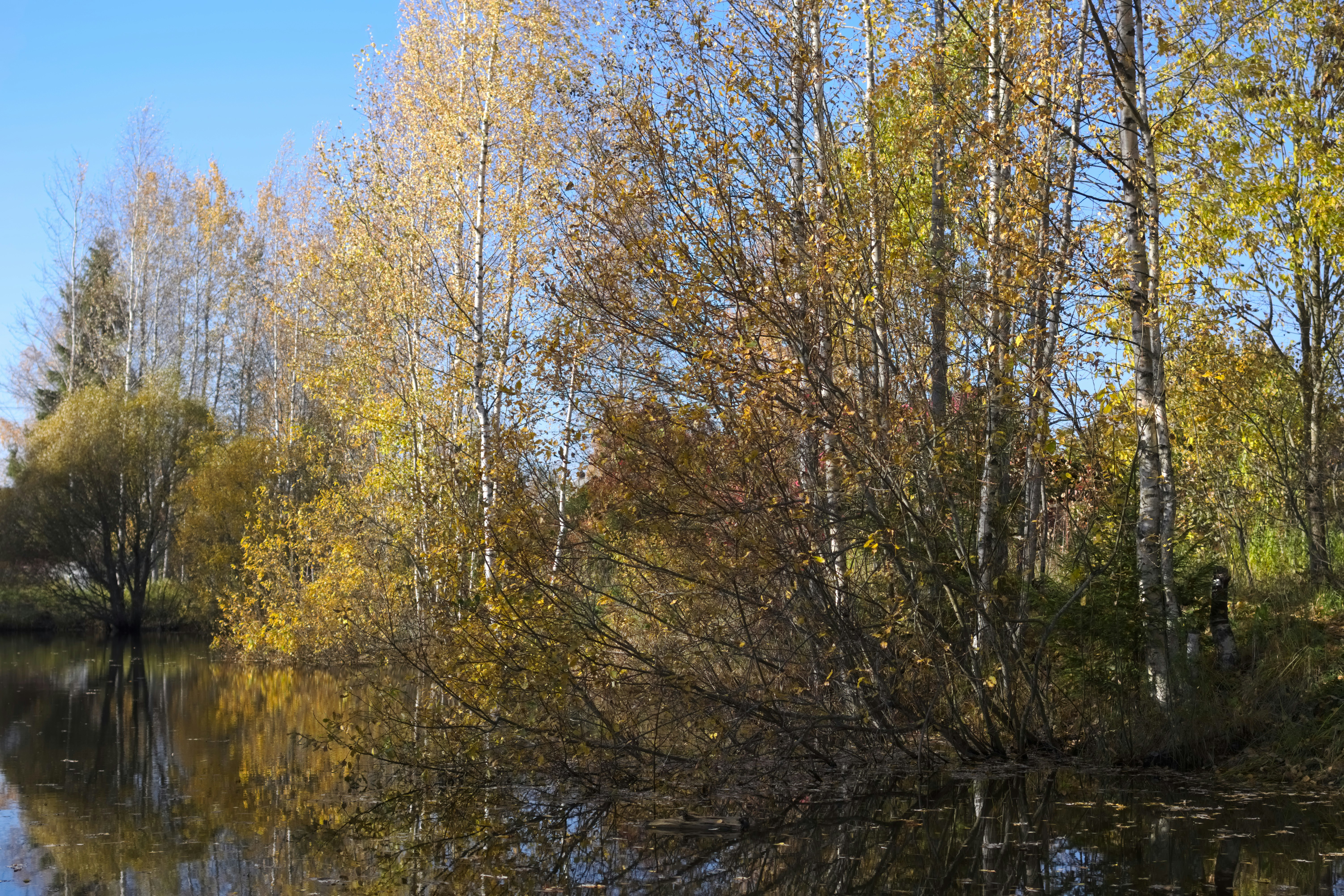 Whispering Birches by the Waterside
