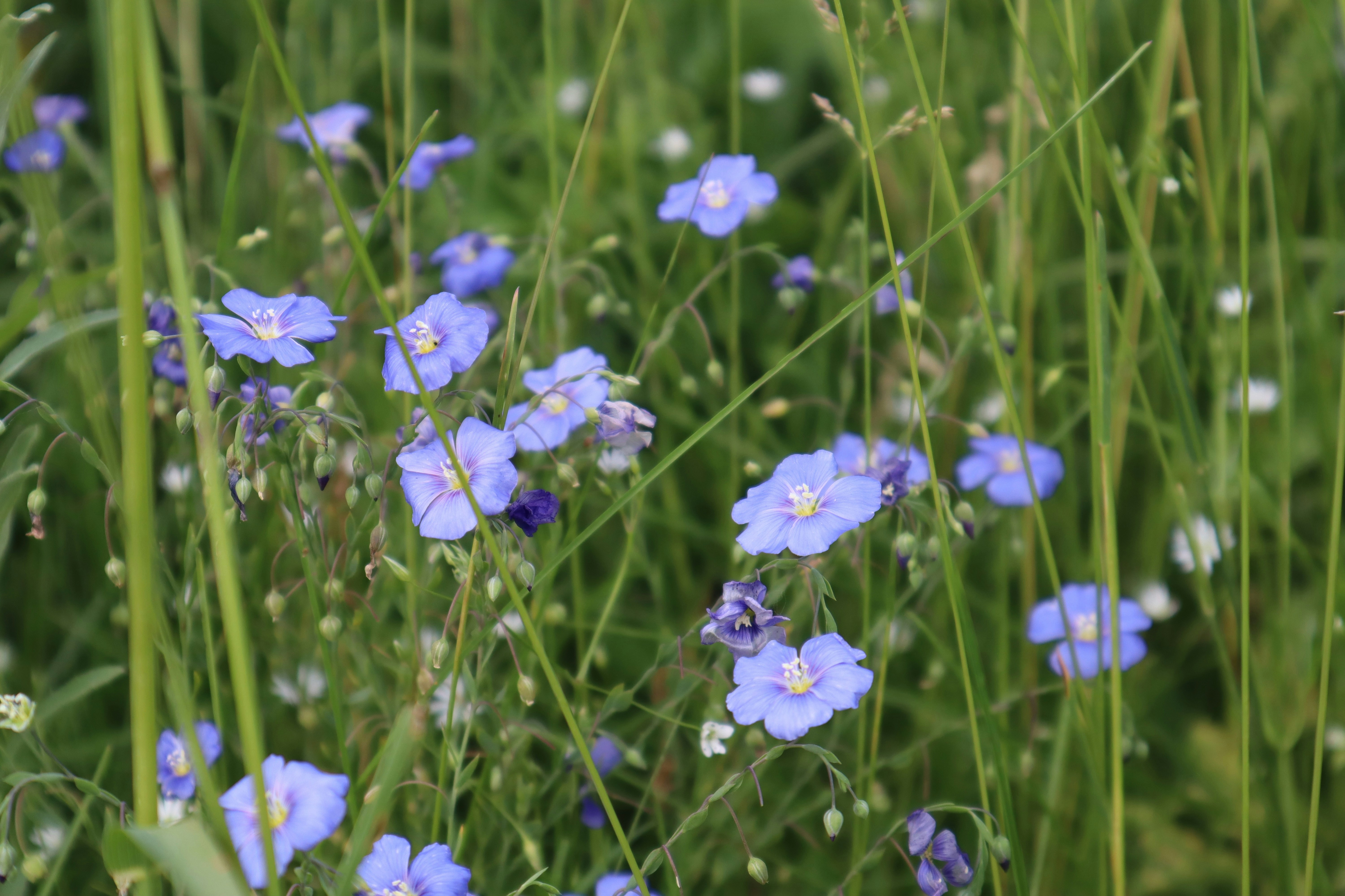 Blue wildflowers bloom amongst tall green grasses.