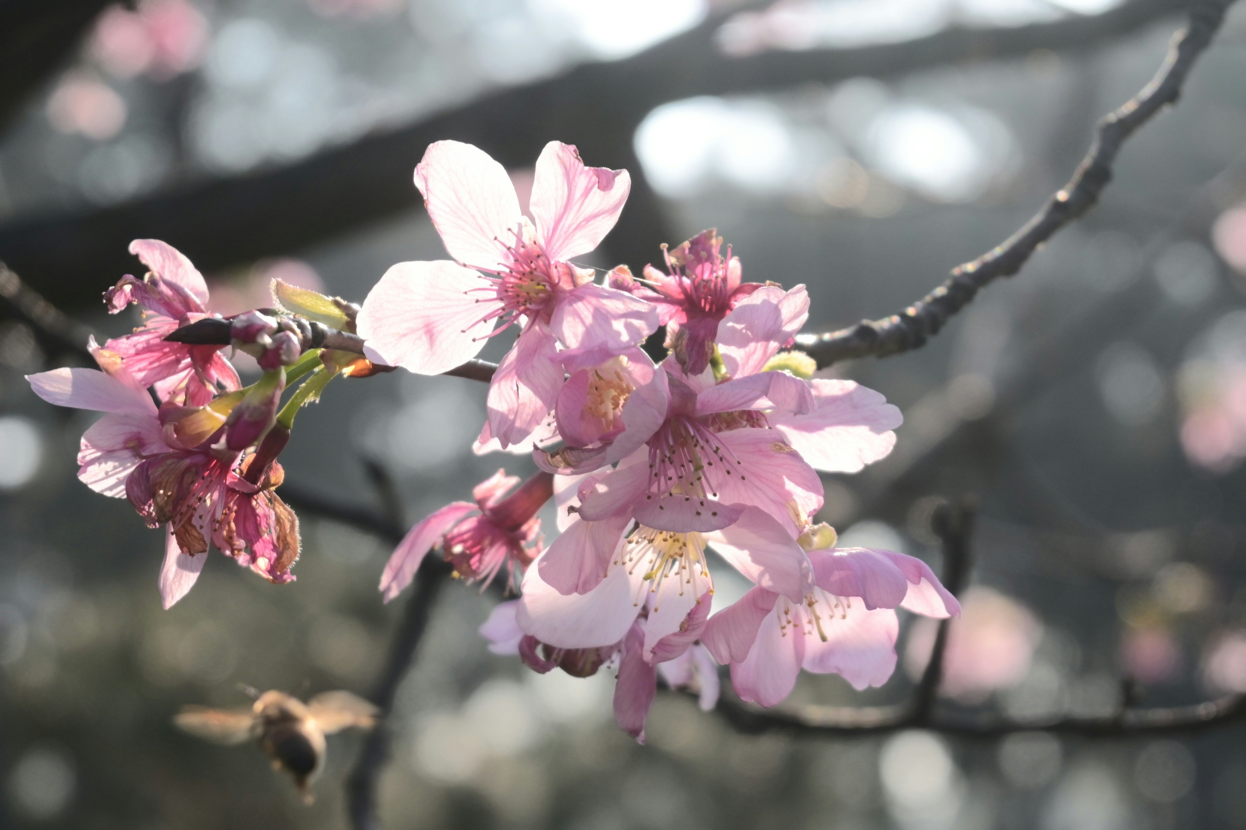 Petal Sonata: Sunlit Pink Cherry Blossoms on a Quiet Branch