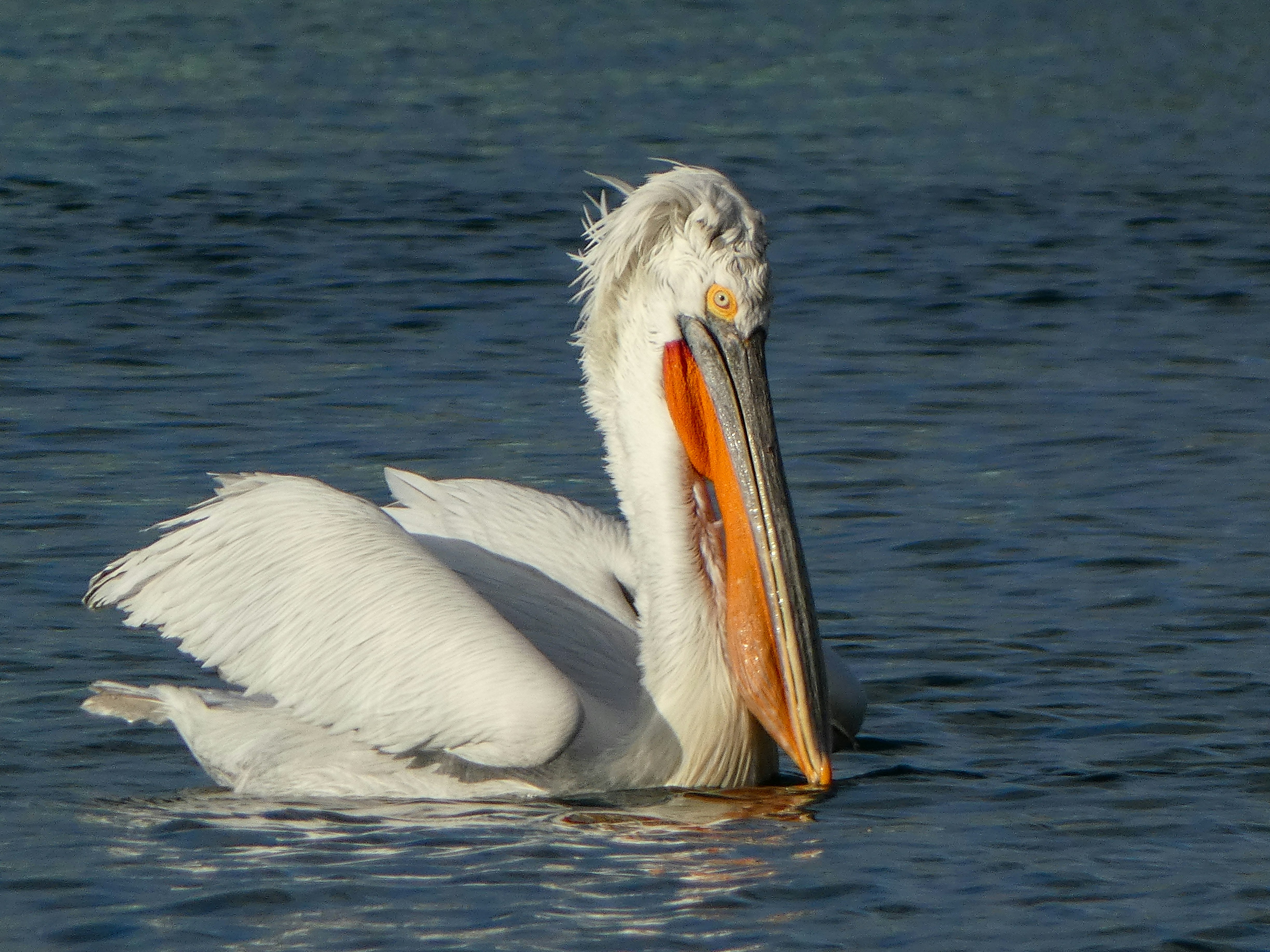 Pelican with striking orange beak gliding on calm water, showcasing detailed plumage.
