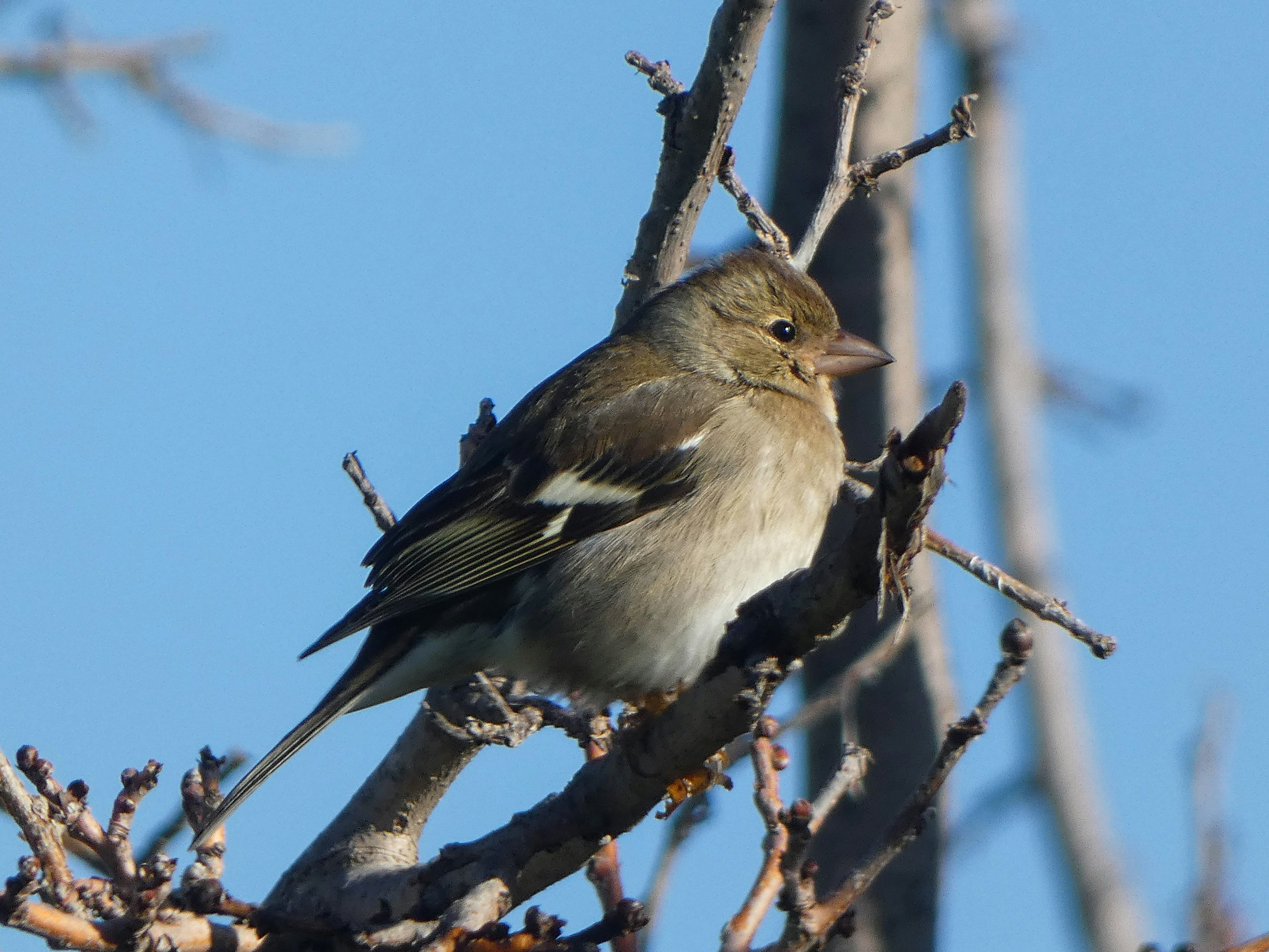 A bird sits comfortably on a tree branch.