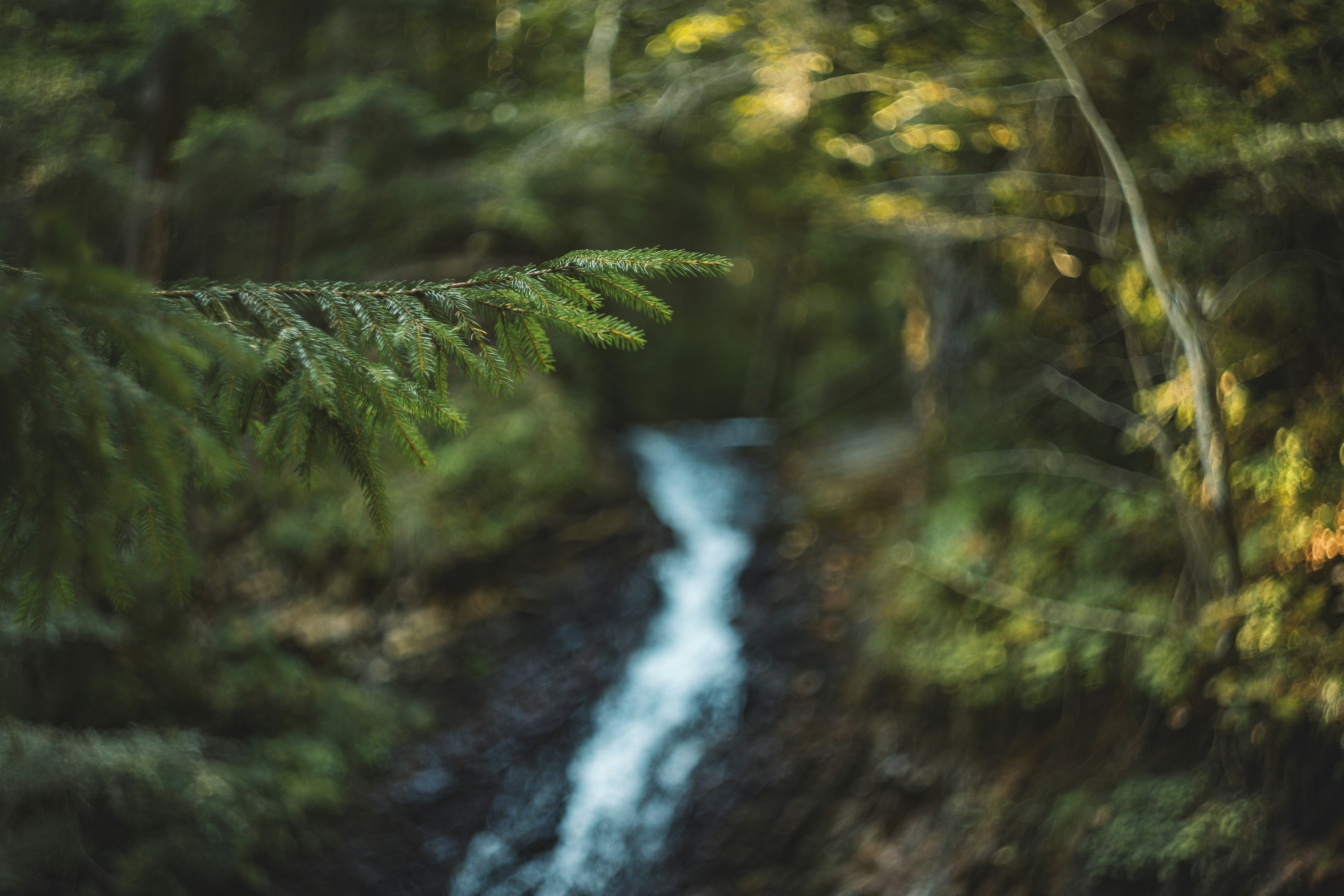 Evergreen branch in sharp focus against a blurred forest with a distant waterfall.
