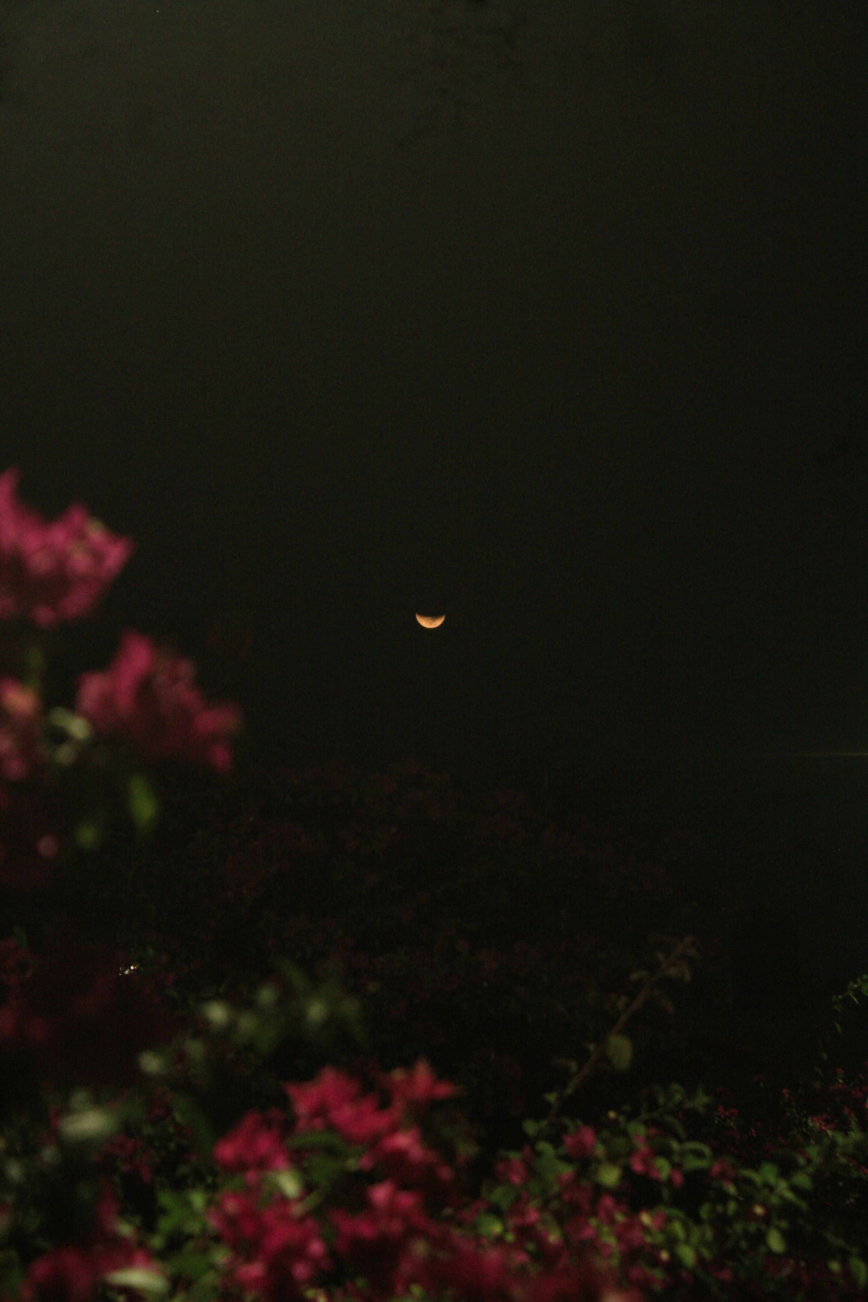 Crescent Moon Over a Velvet Night Garden