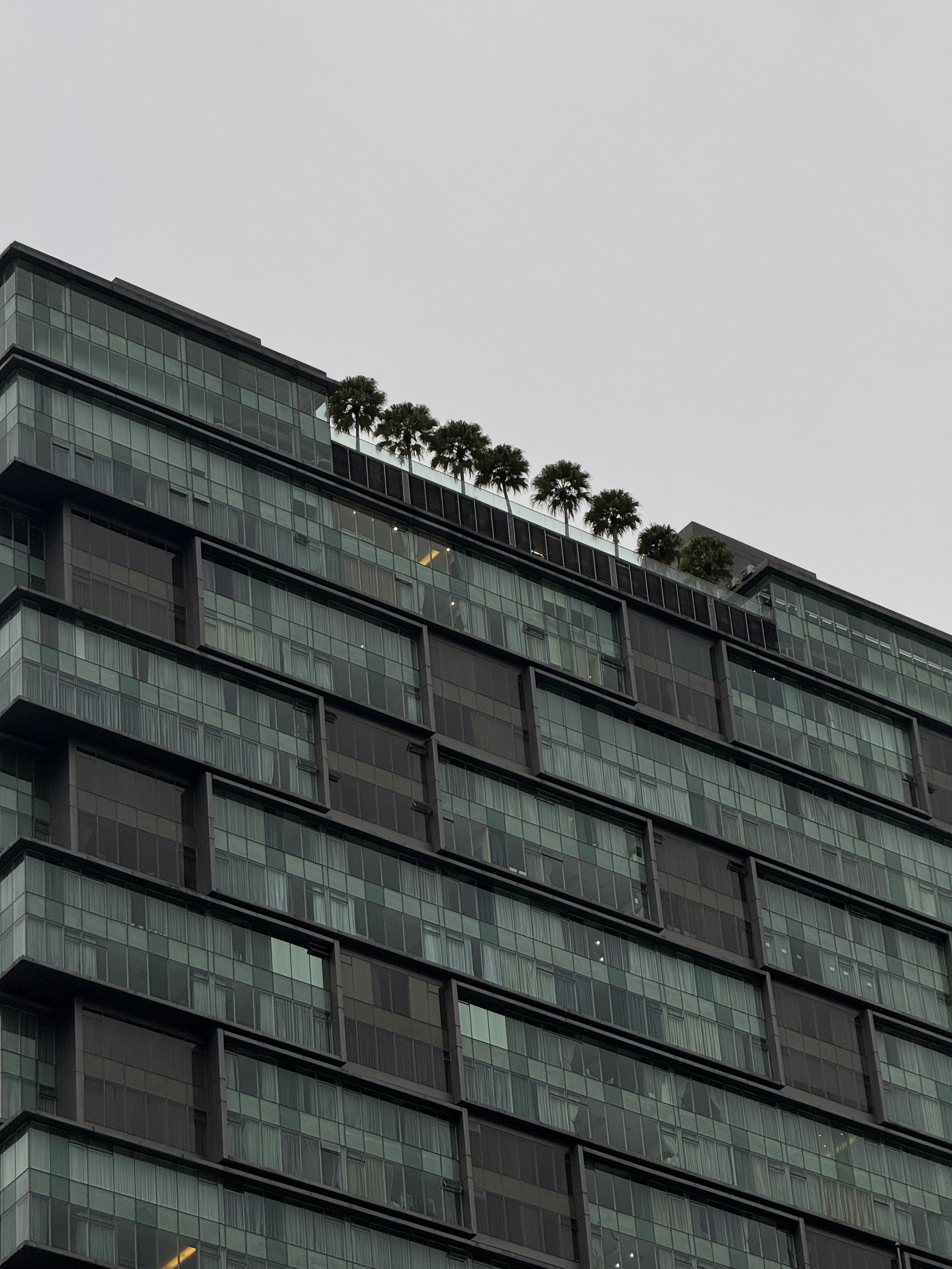 Urban Oasis: Trees on the Rooftop