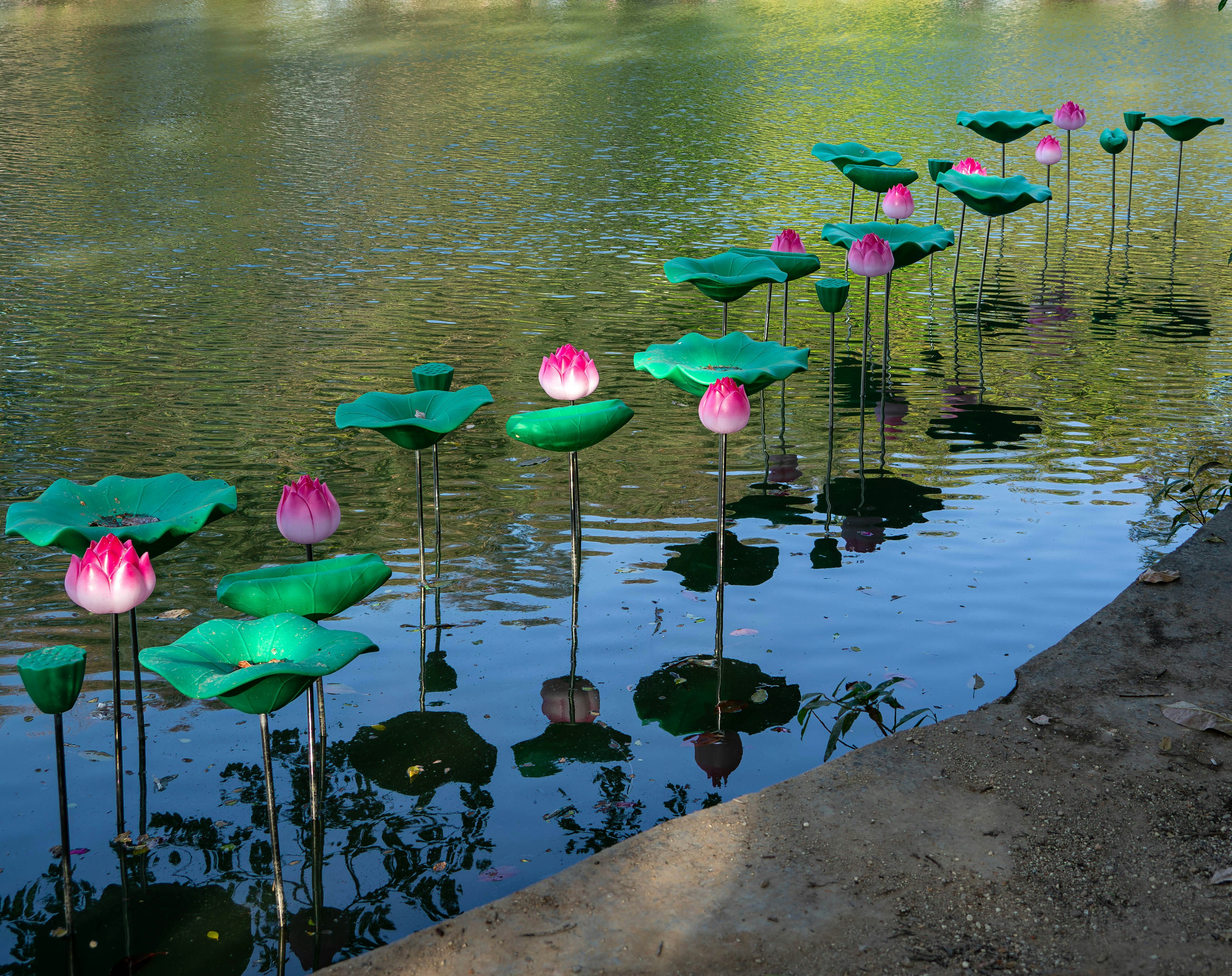 Line of Pink Lotus Blossoms Tracing a Glassy Pond