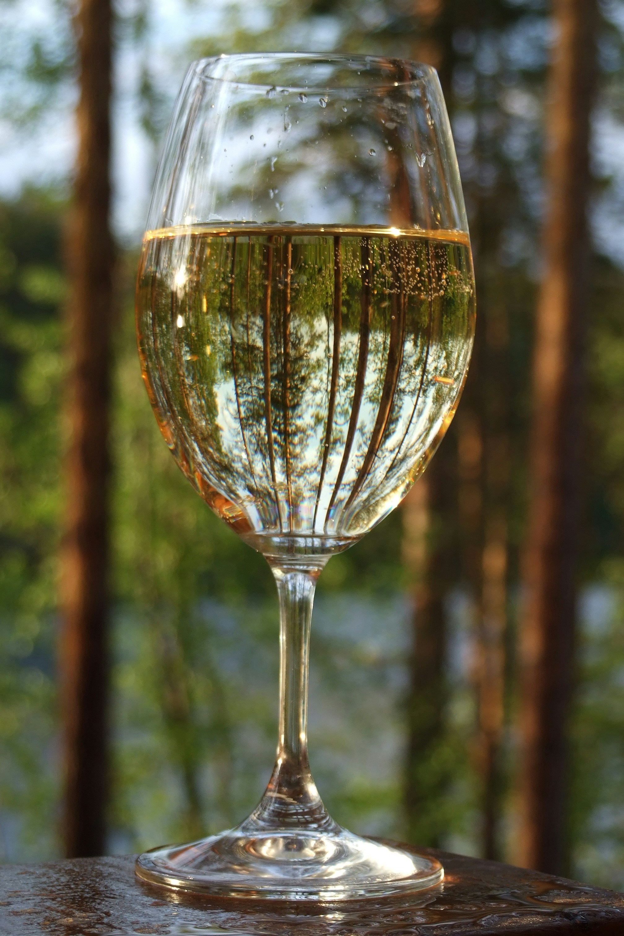 Forest wine. The wine glass, full of white wine, with a reflection of the forest in it