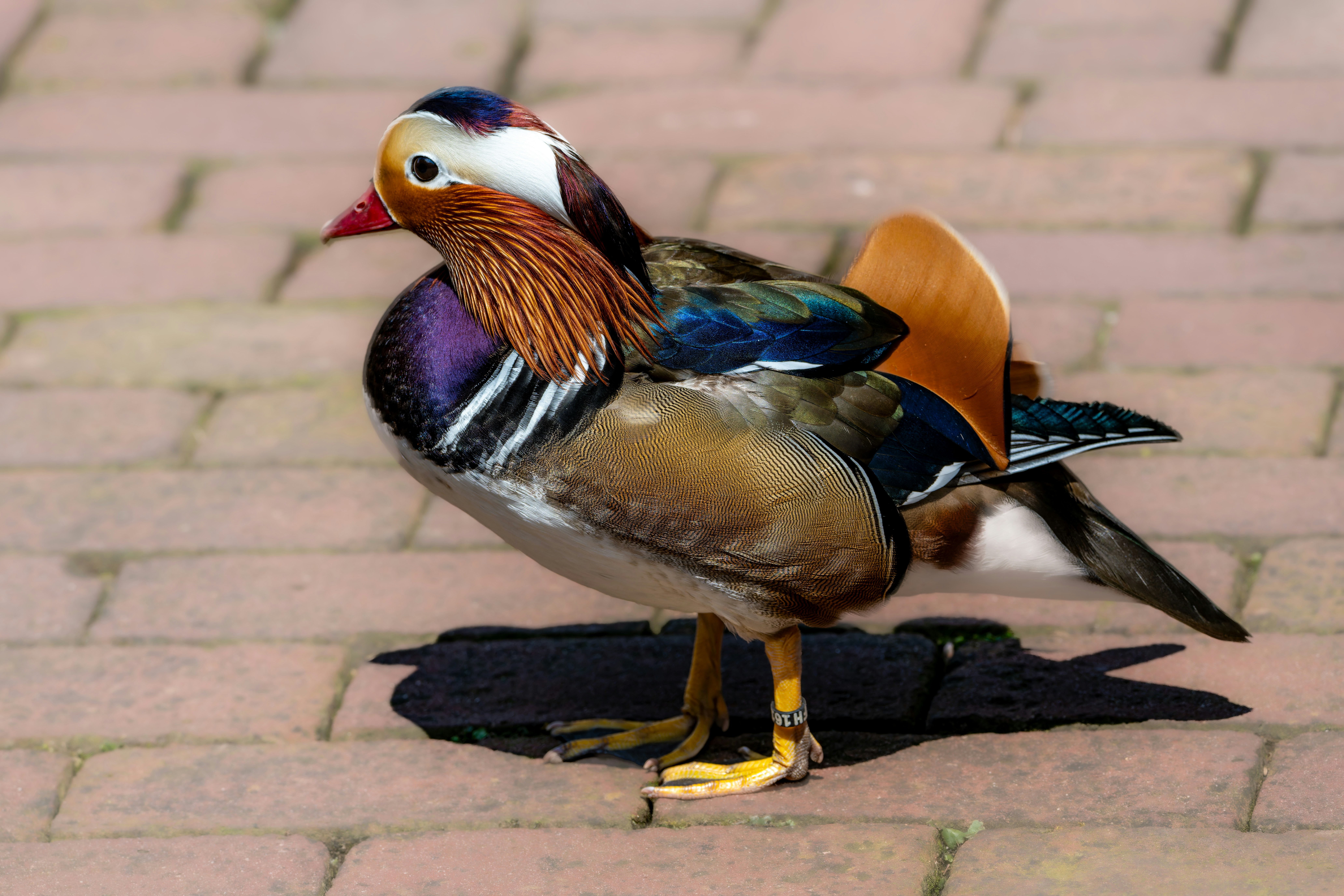 Mandarin Duck on Brick Stage: Iridescent Plumage and Quiet Poise
