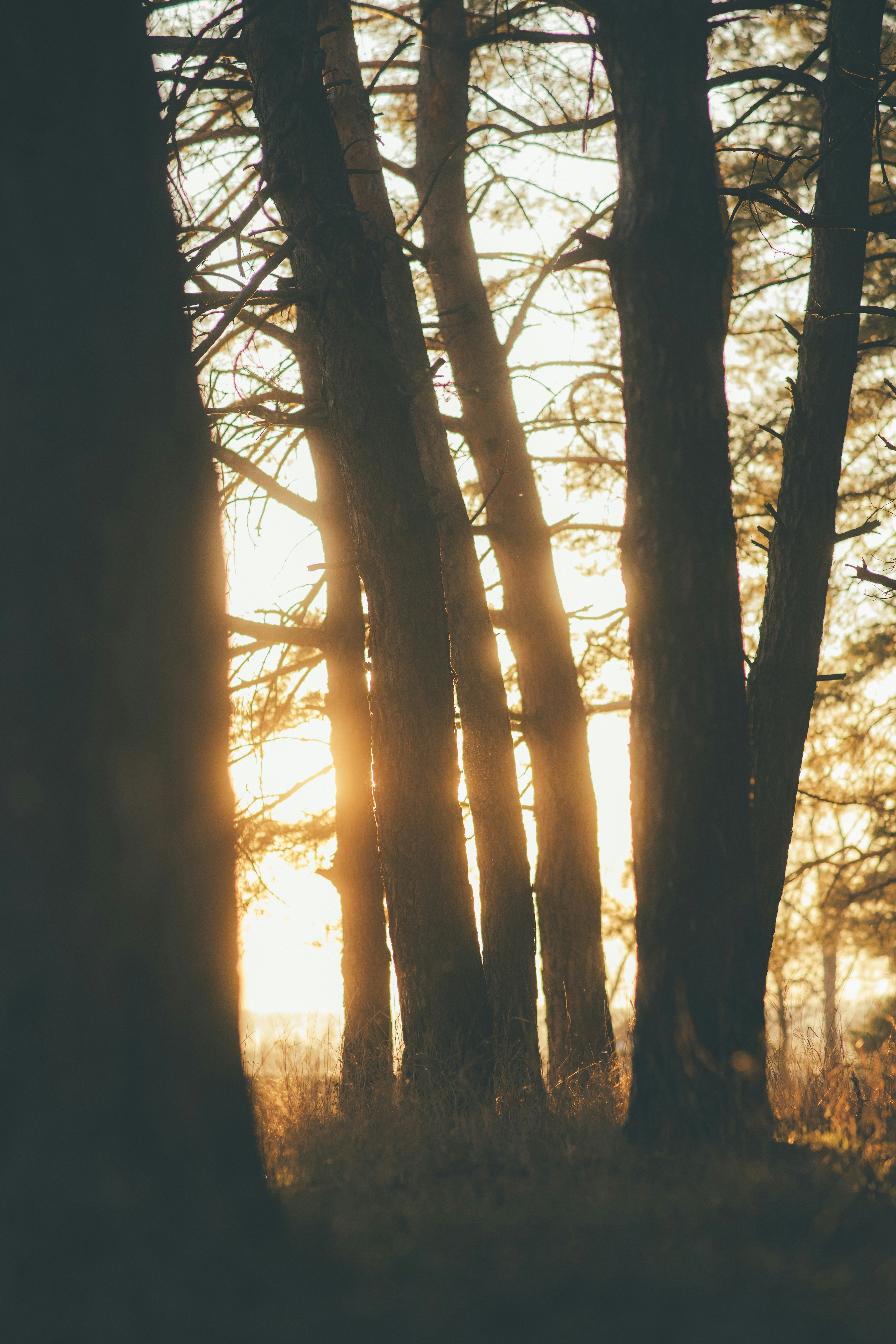 Photo by Anthony Ievlev with Sony Alpha 7 II