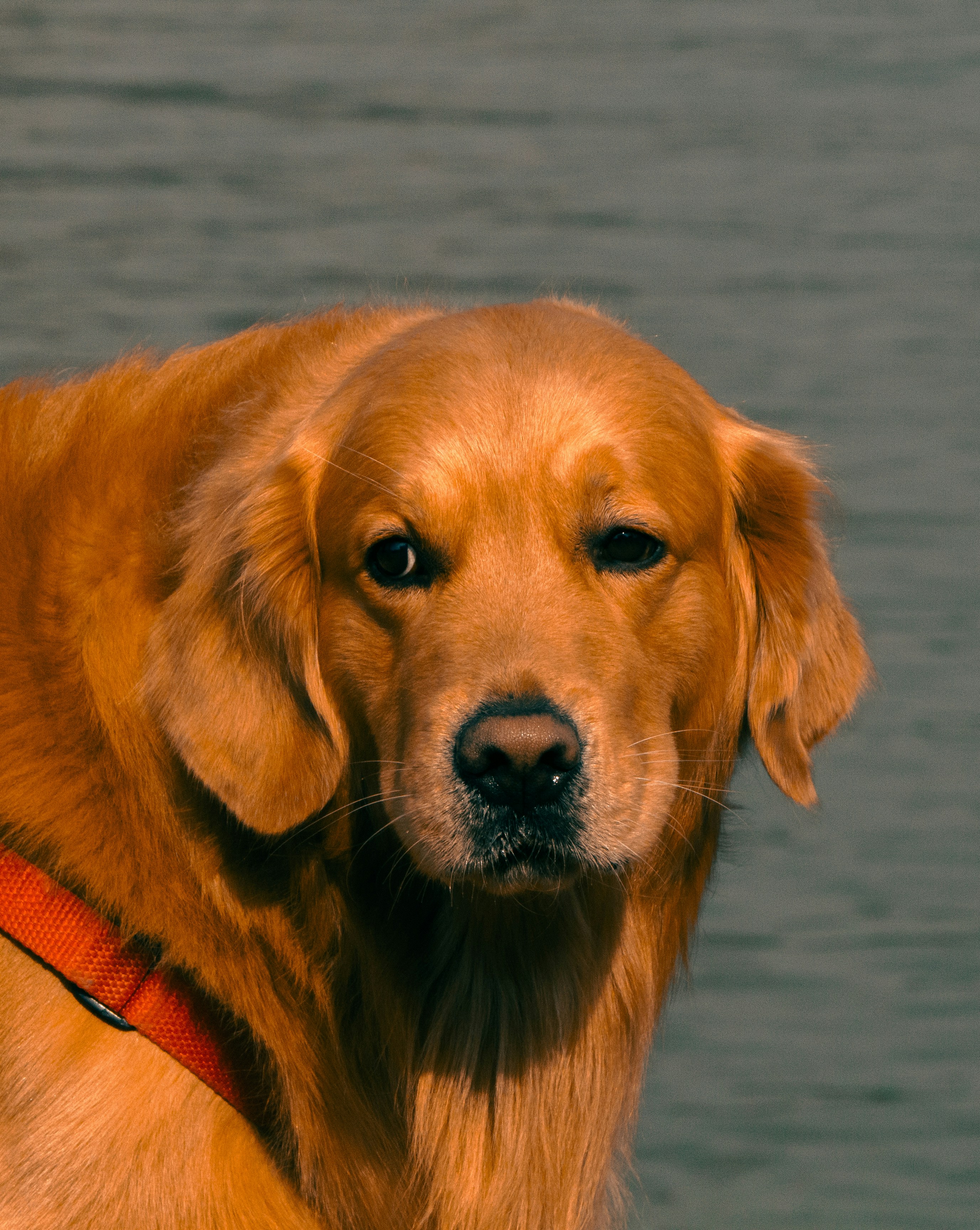 Golden Serenity: A Canine's Gaze