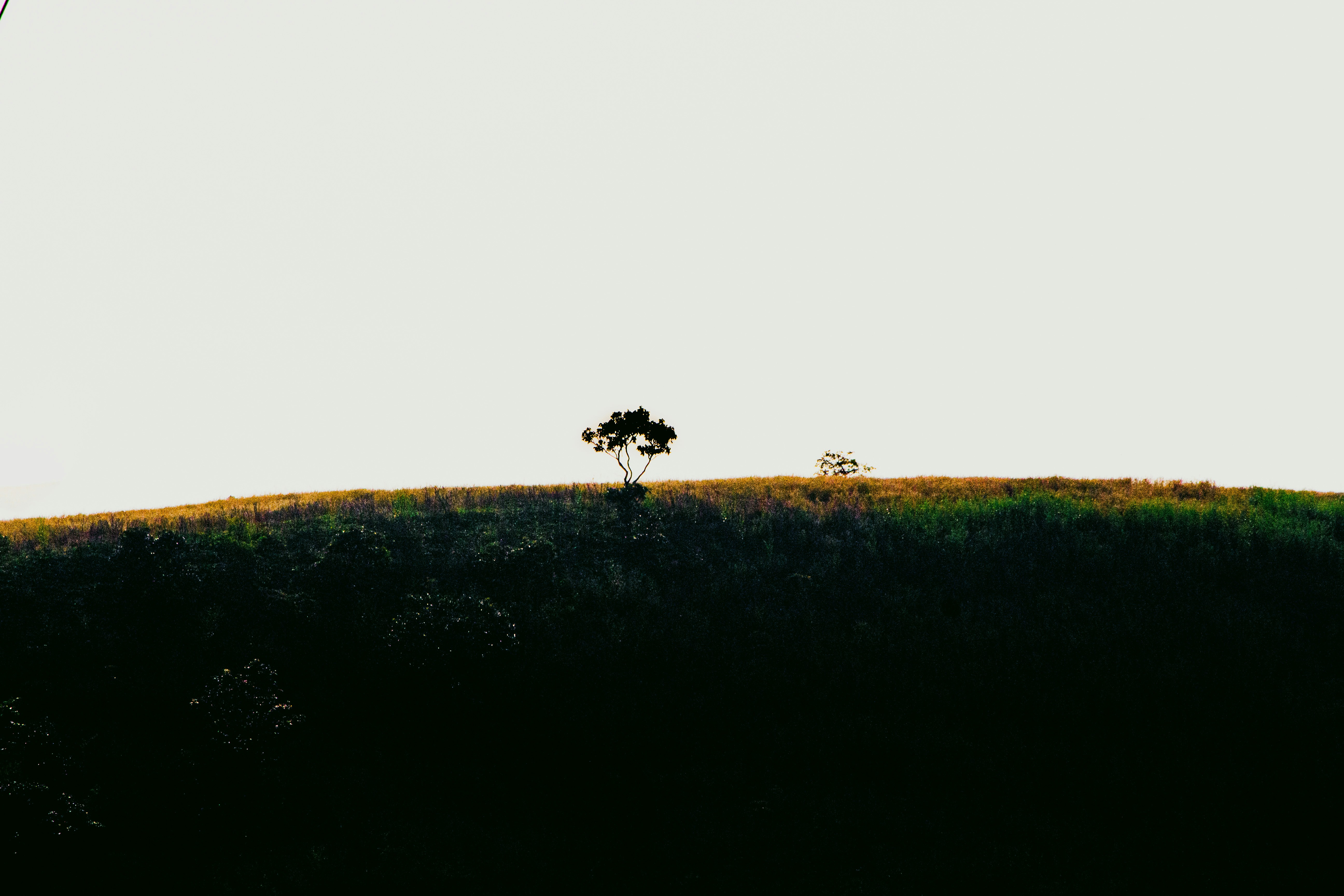 Crest Sentinel: A Lone Tree Silhouette on the Ridge